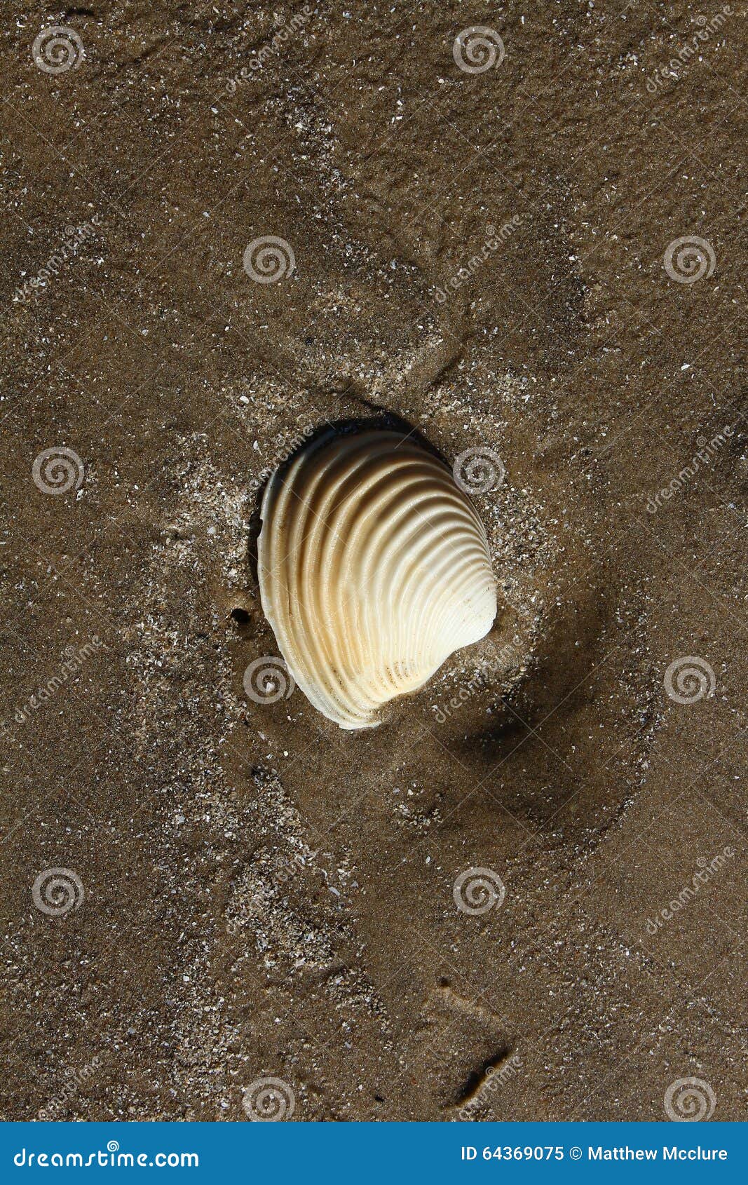 Channeled duck on beach stock image. Image of beachcombing - 64369075
