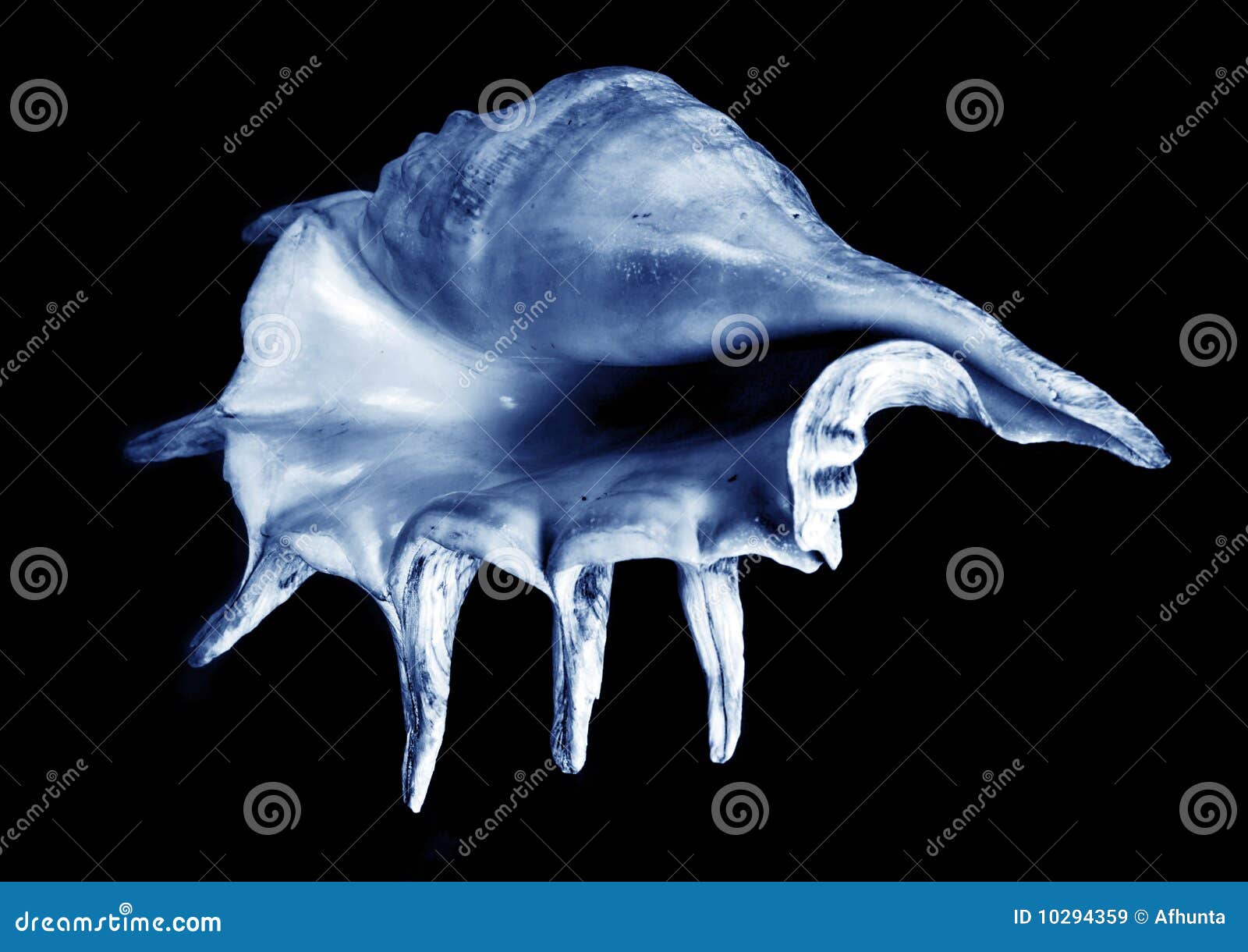 Channeled whelk spiral stock image. Image of crustacean - 10294359