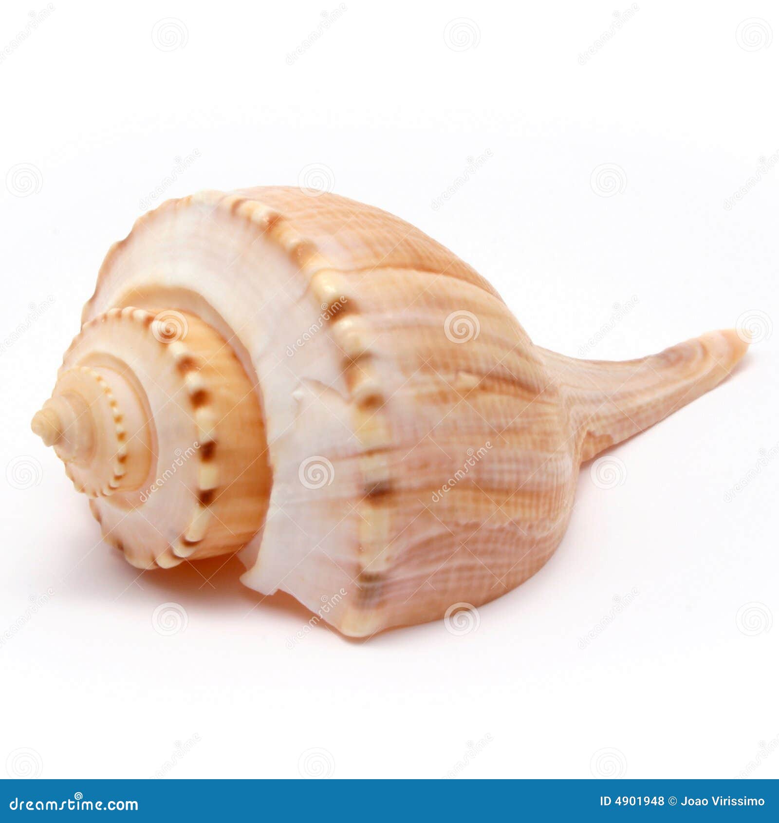 Channeled Whelk Spiral Shell Stock Photo - Image of marine, life: 4901948