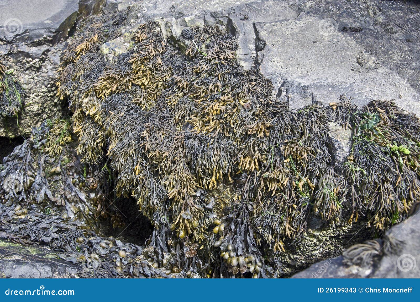 Channelled Wrack Seaweed stock image. Image of pelvetia - 26199343