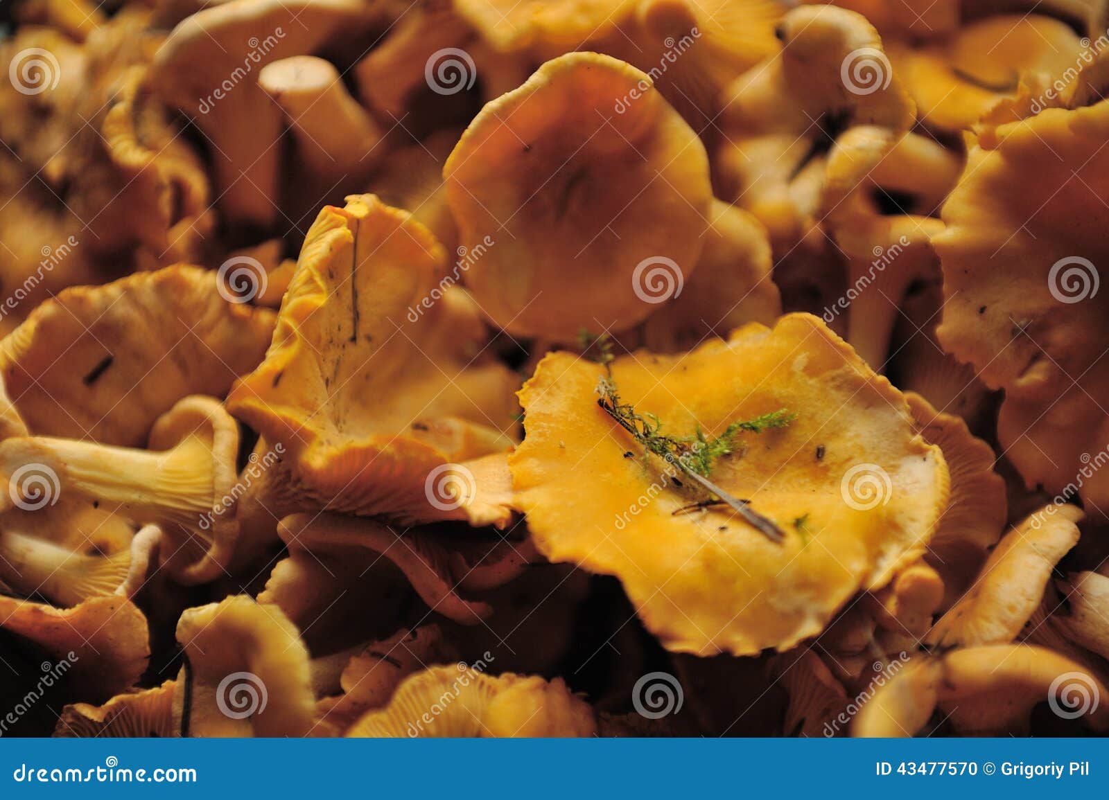 Chantarelle mushrooms. stock photo. Image of golden, food - 43477570
