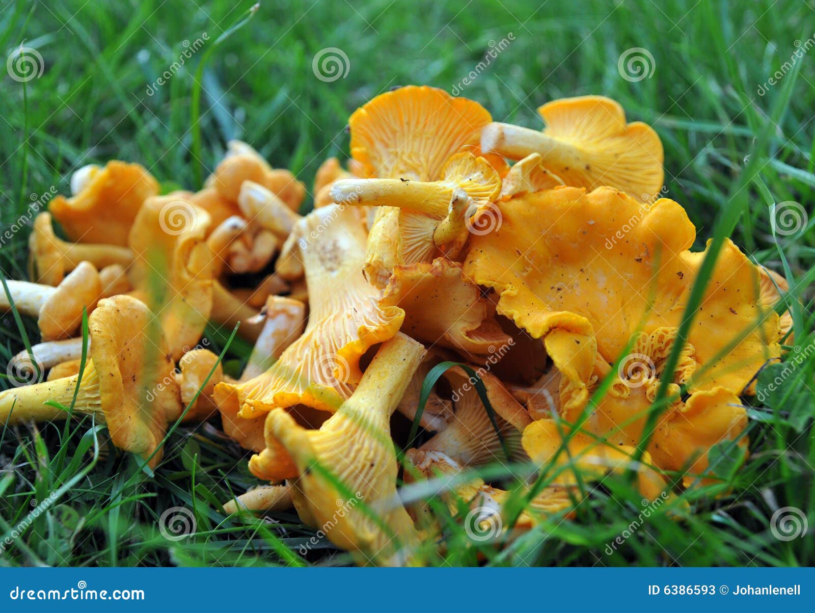 Chanterelle stock image. Image of mushroom, svamp, chanterelles - 6386593