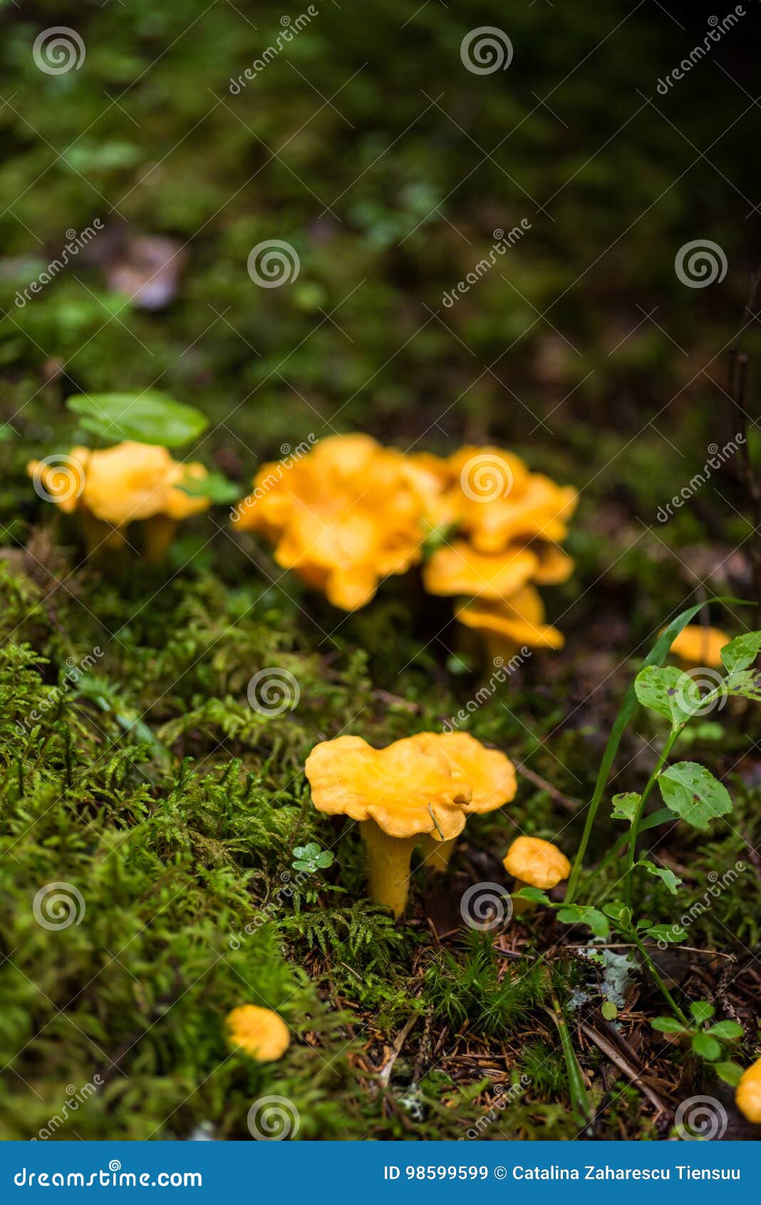 Chanterelles in the forest stock image. Image of foraging - 98599599