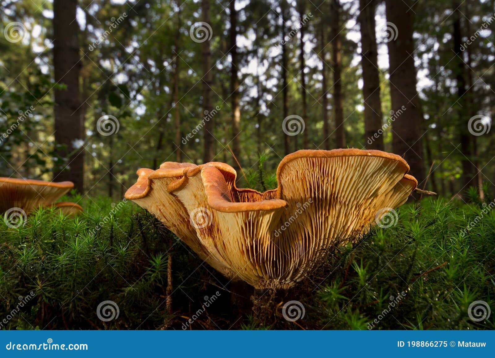 Chanterelles in forest stock image. Image of seasonol - 198866275