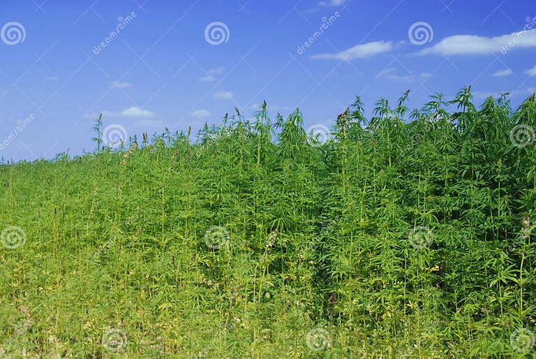 Chanvre industriel photo stock. Image du penchant, médecine - 18138690