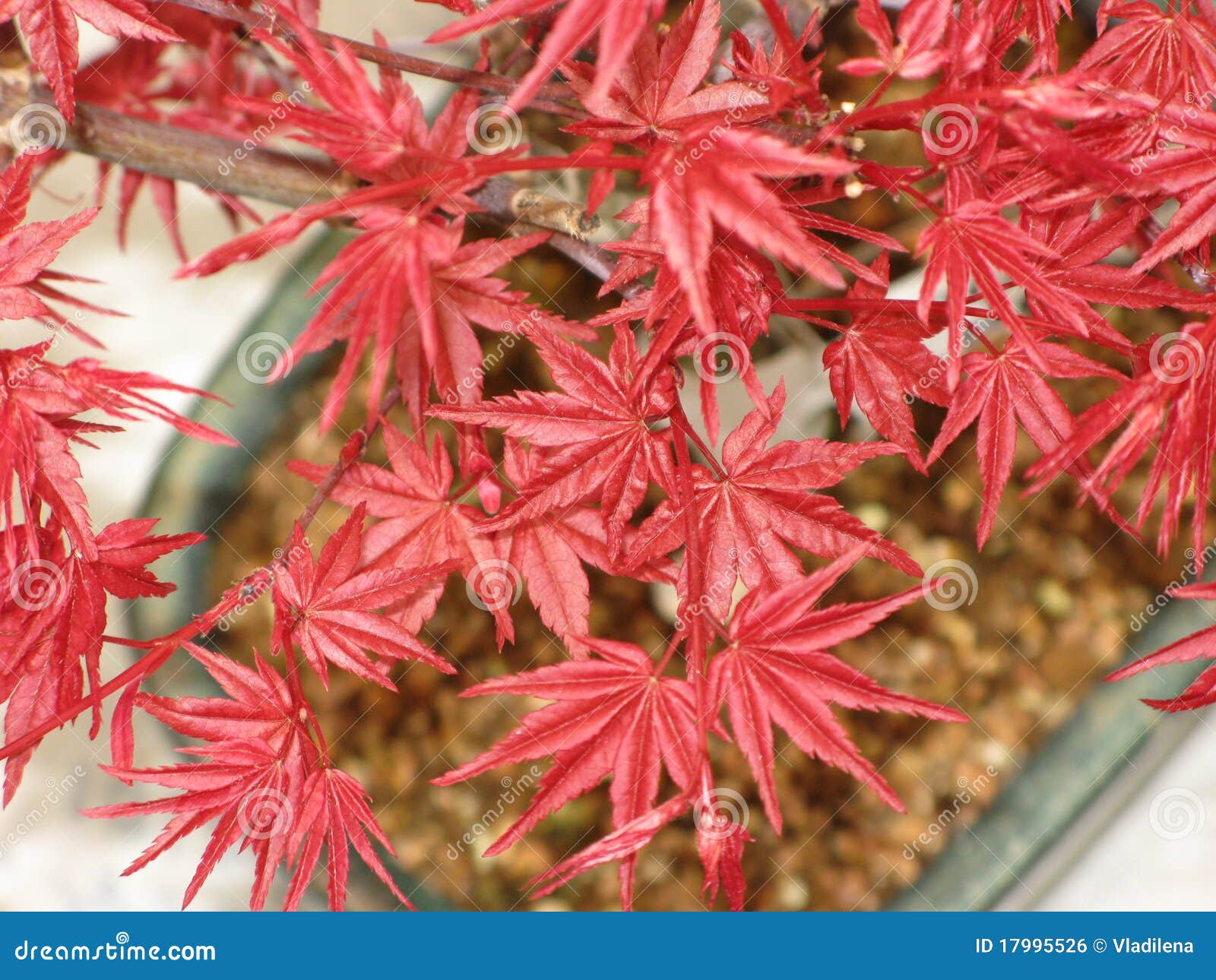 Chanvre rouge (cannabis) photo stock. Image du nature - 17995526