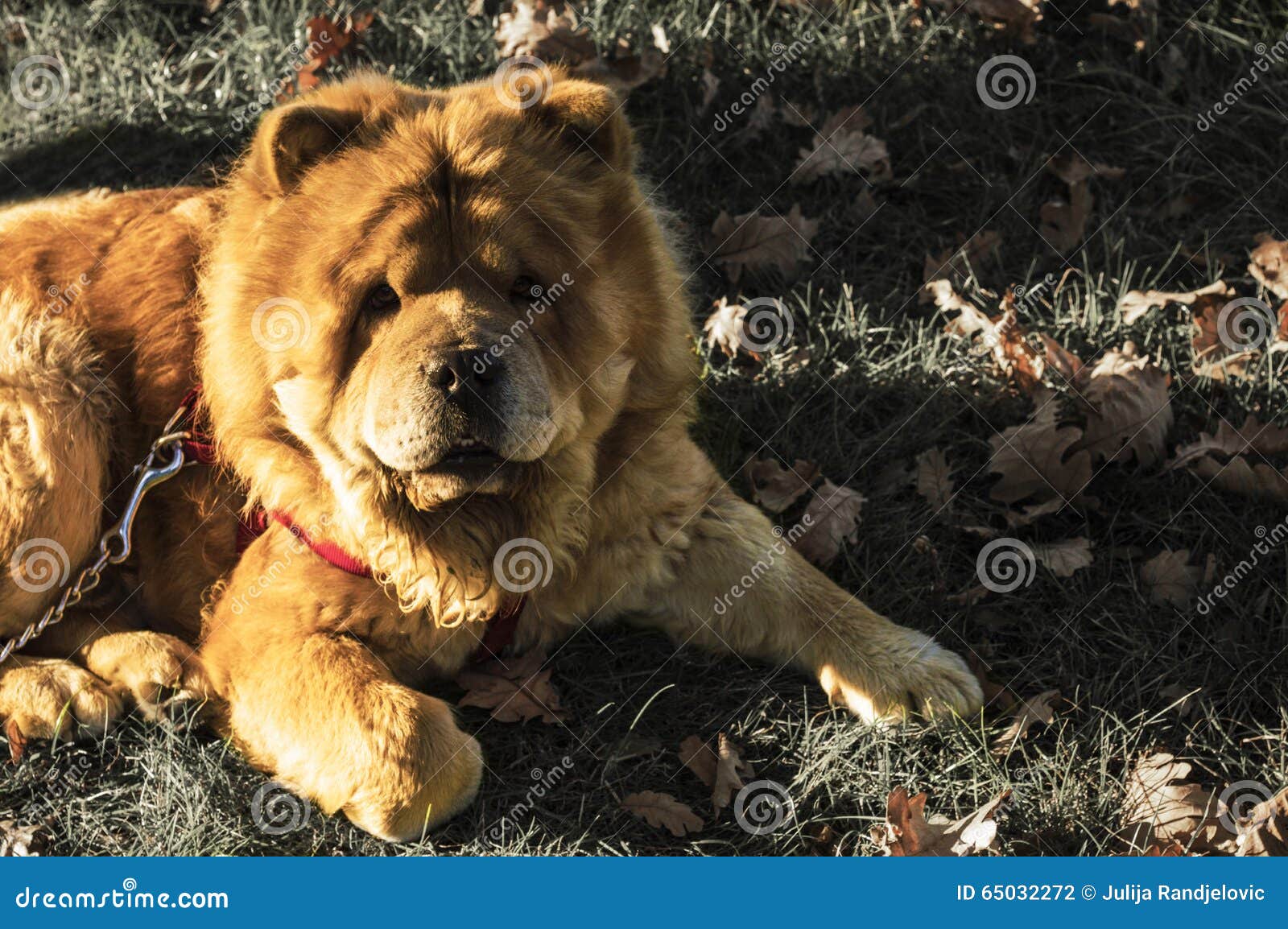 Chao chao stock photo. Image of chao, grass, beautiful - 65032272