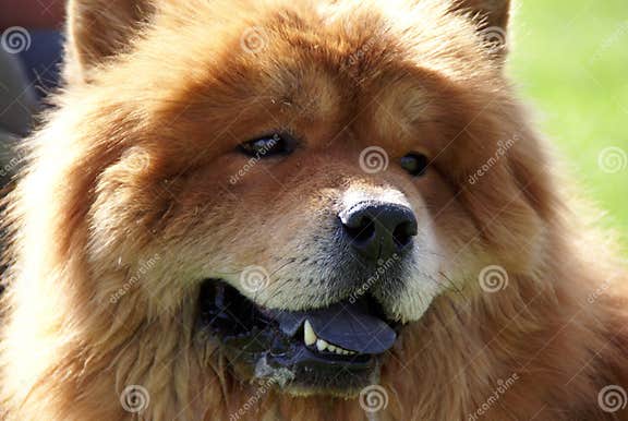 Chao de Chao foto de archivo. Imagen de perezoso, expresiones - 7278148