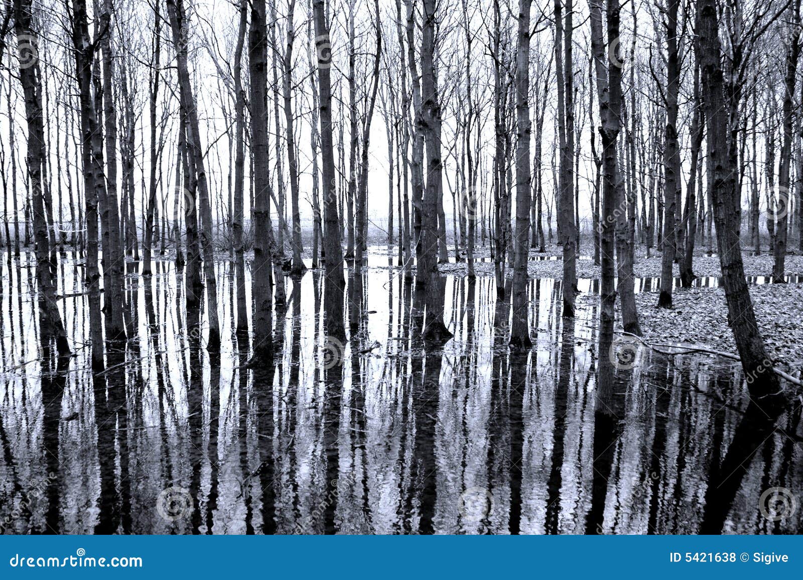 Chaos stock photo. Image of cool, gray, nature, chaos - 5421638