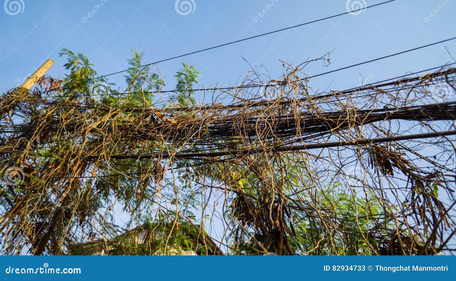 Chaos Electric Feed and Wire on the Pole with Telecommunication Stock ...
