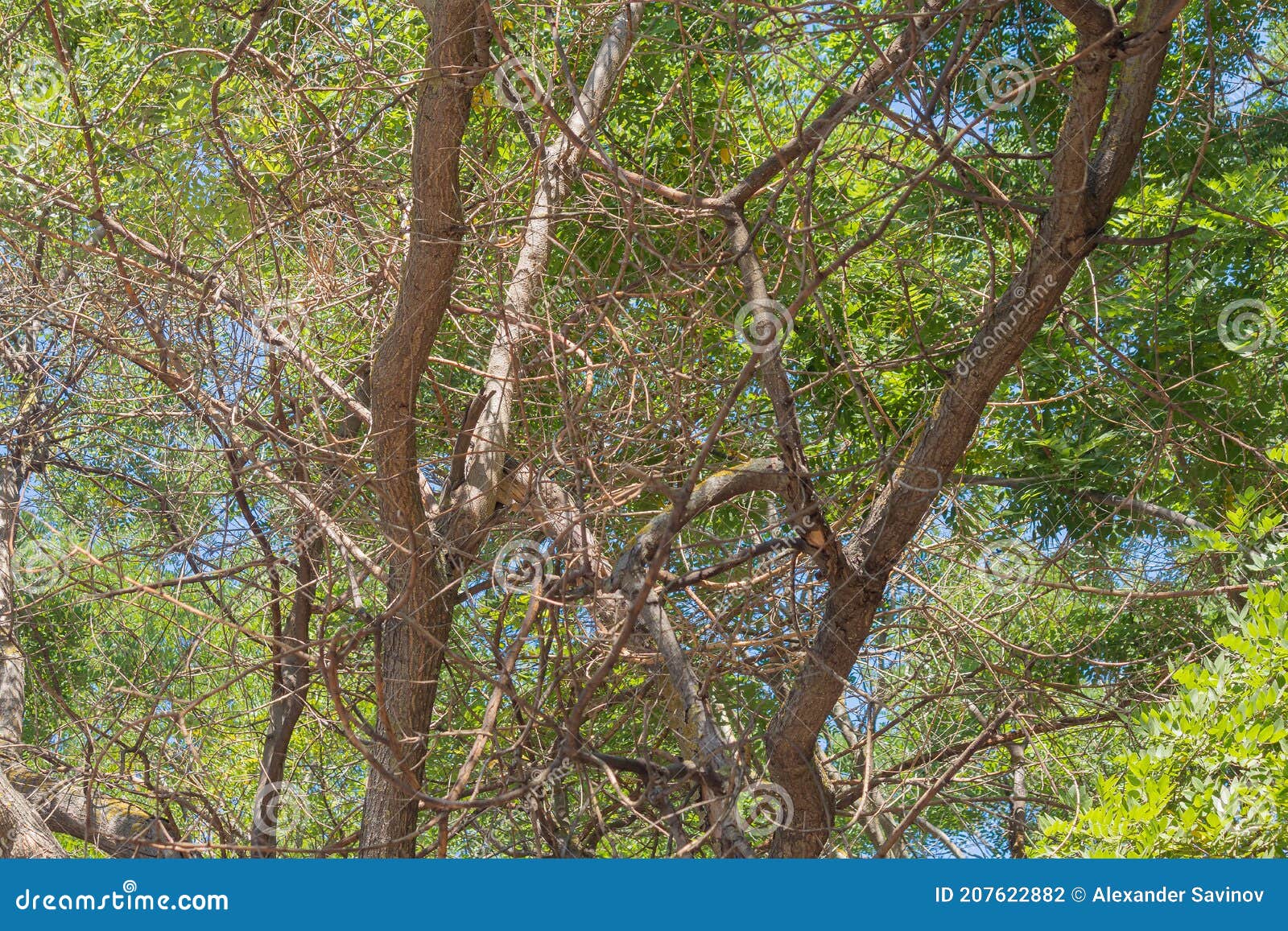 Chaos of Intertwining Tree Branches, Formed a Kind of Relief Pattern ...