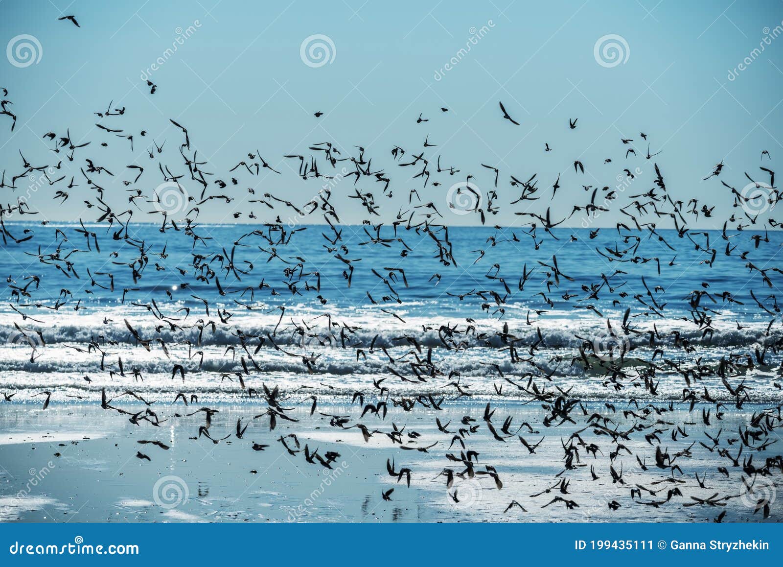 Chaotic Flight of a Large Flock of Birds on the Ocean Stock Image ...