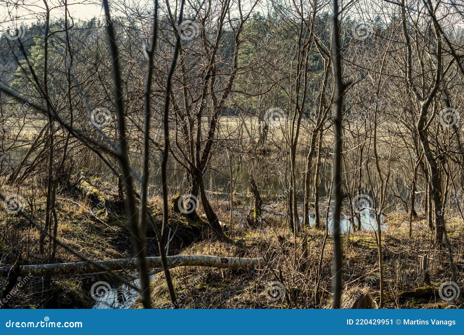 Chaotic Spring Forest Lush with Messy Tree Trunks and Some Foliage ...