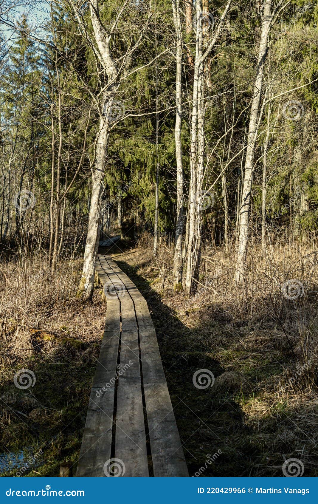 Chaotic Spring Forest Lush with Messy Tree Trunks and Some Foliage ...