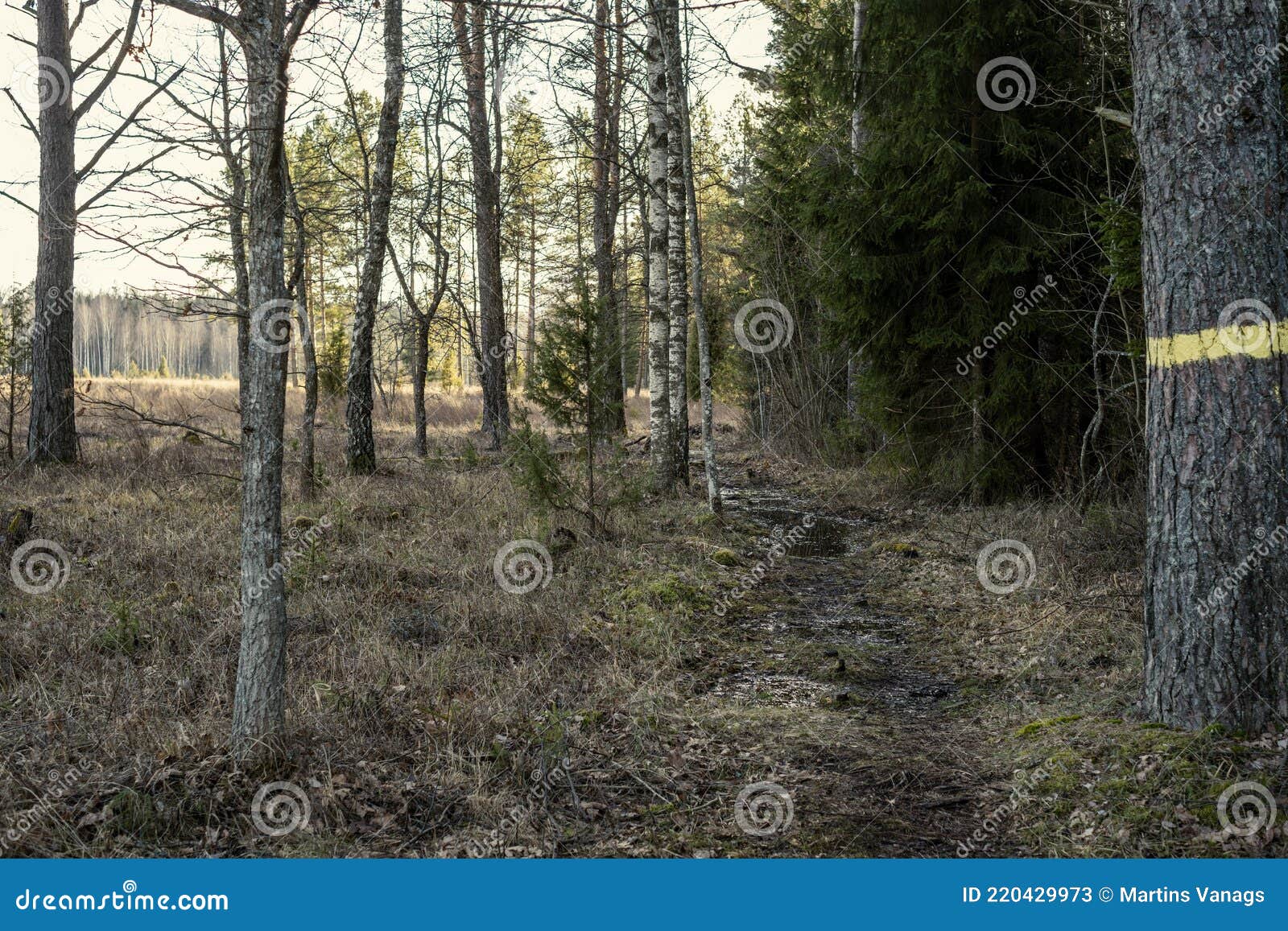 Chaotic Spring Forest Lush with Messy Tree Trunks and Some Foliage ...
