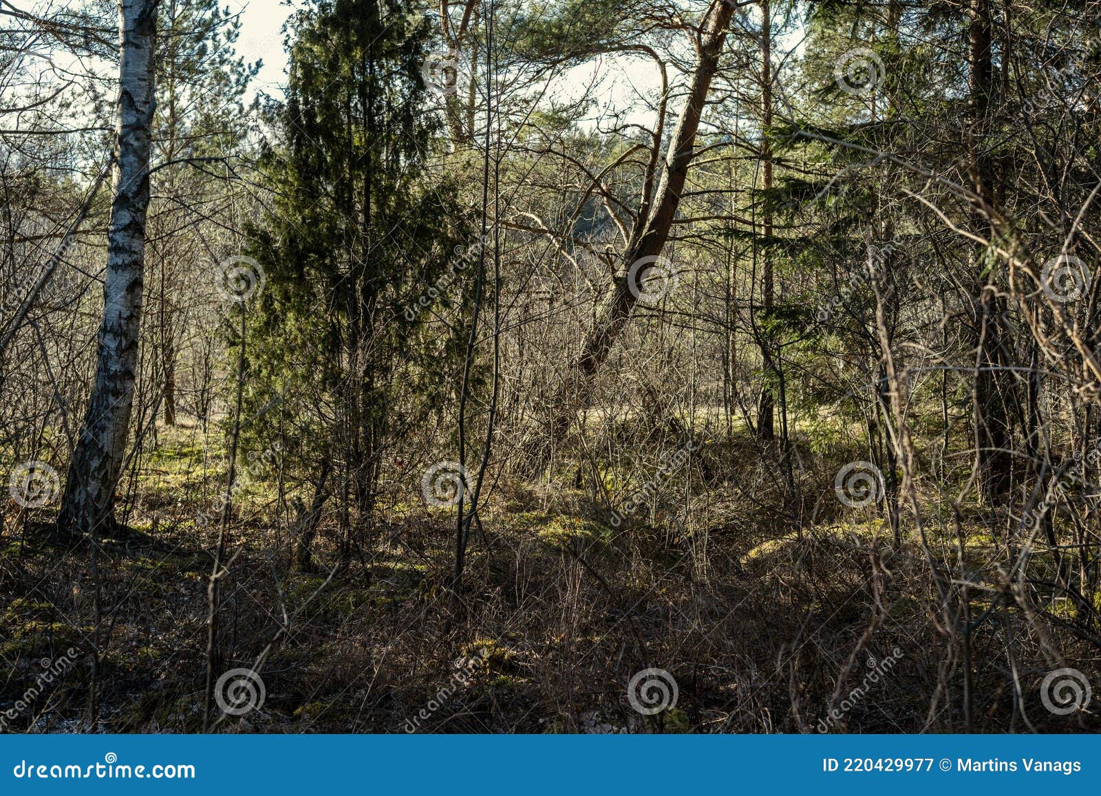 Chaotic Spring Forest Lush with Messy Tree Trunks and Some Foliage ...