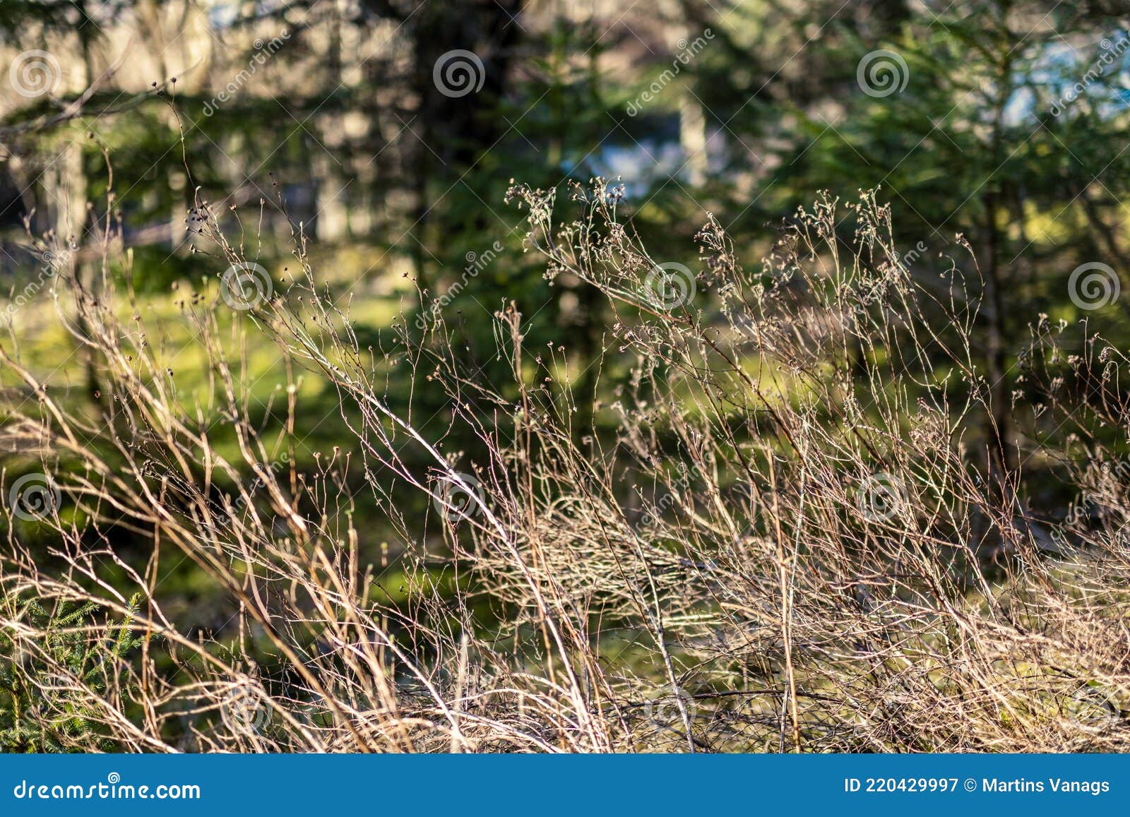 Chaotic Spring Forest Lush with Messy Tree Trunks and Some Foliage ...