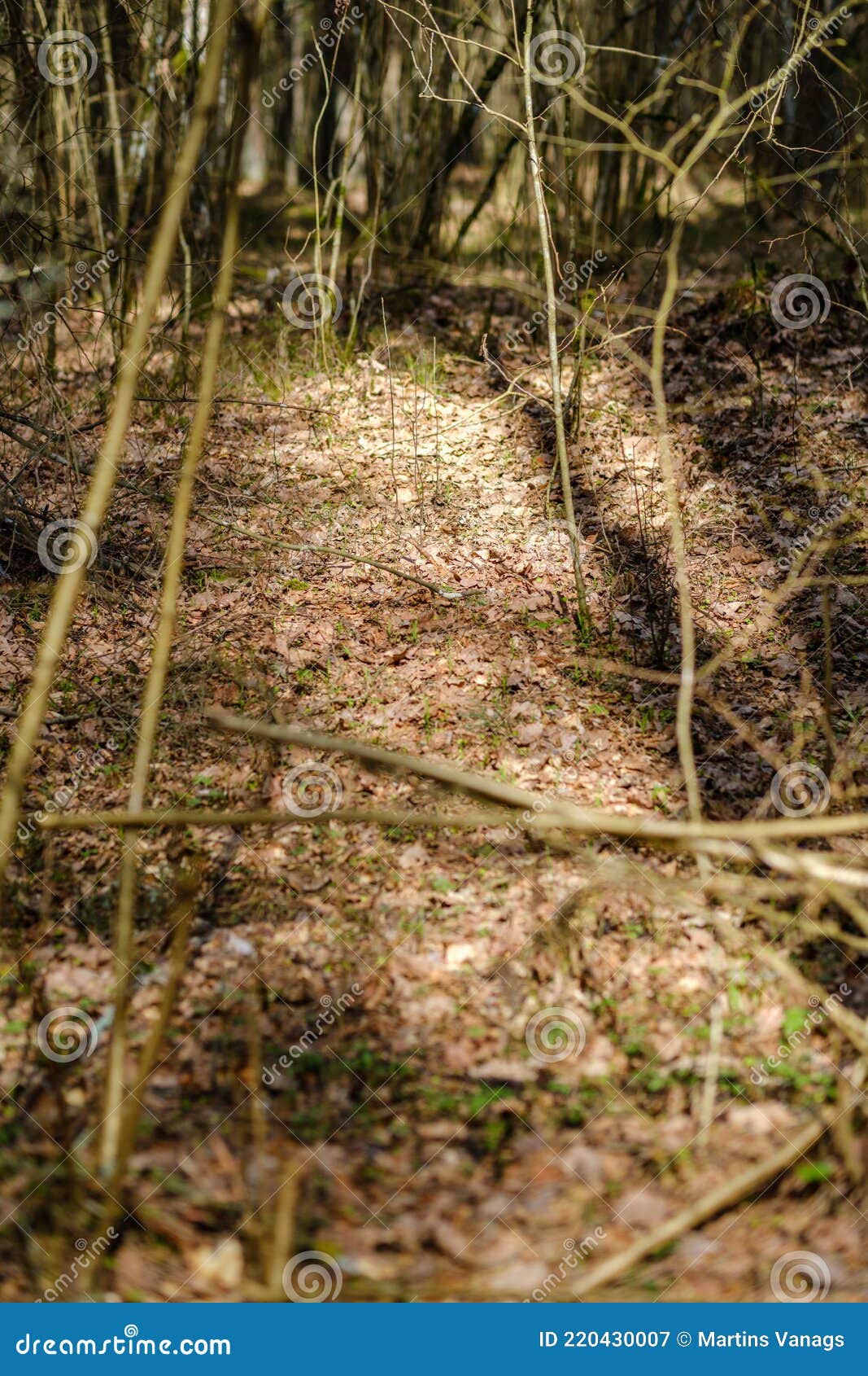 Chaotic Spring Forest Lush with Messy Tree Trunks and Some Foliage ...