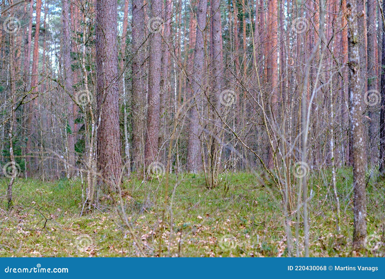 Chaotic Spring Forest Lush with Messy Tree Trunks and Some Foliage ...