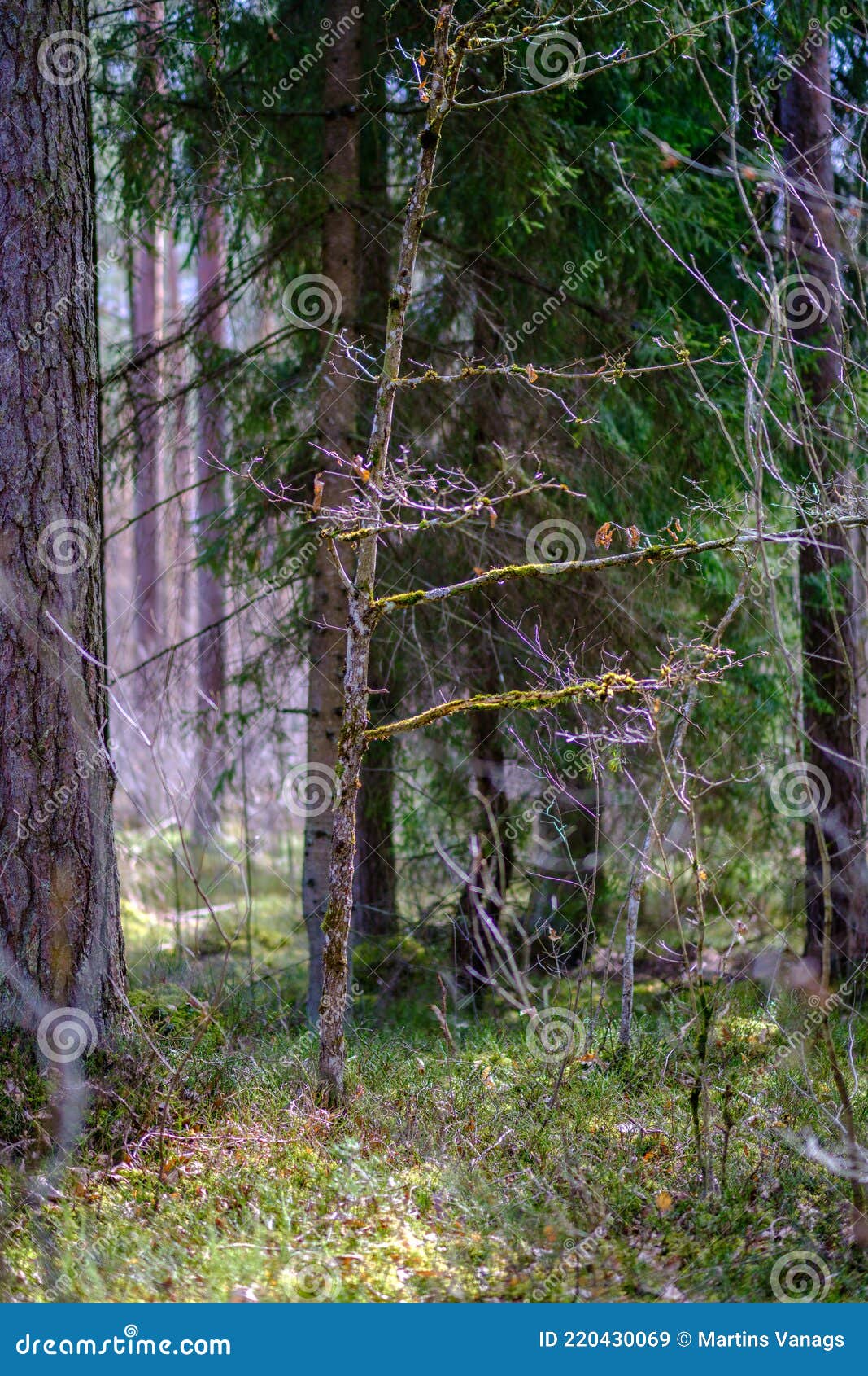 Chaotic Spring Forest Lush with Messy Tree Trunks and Some Foliage ...