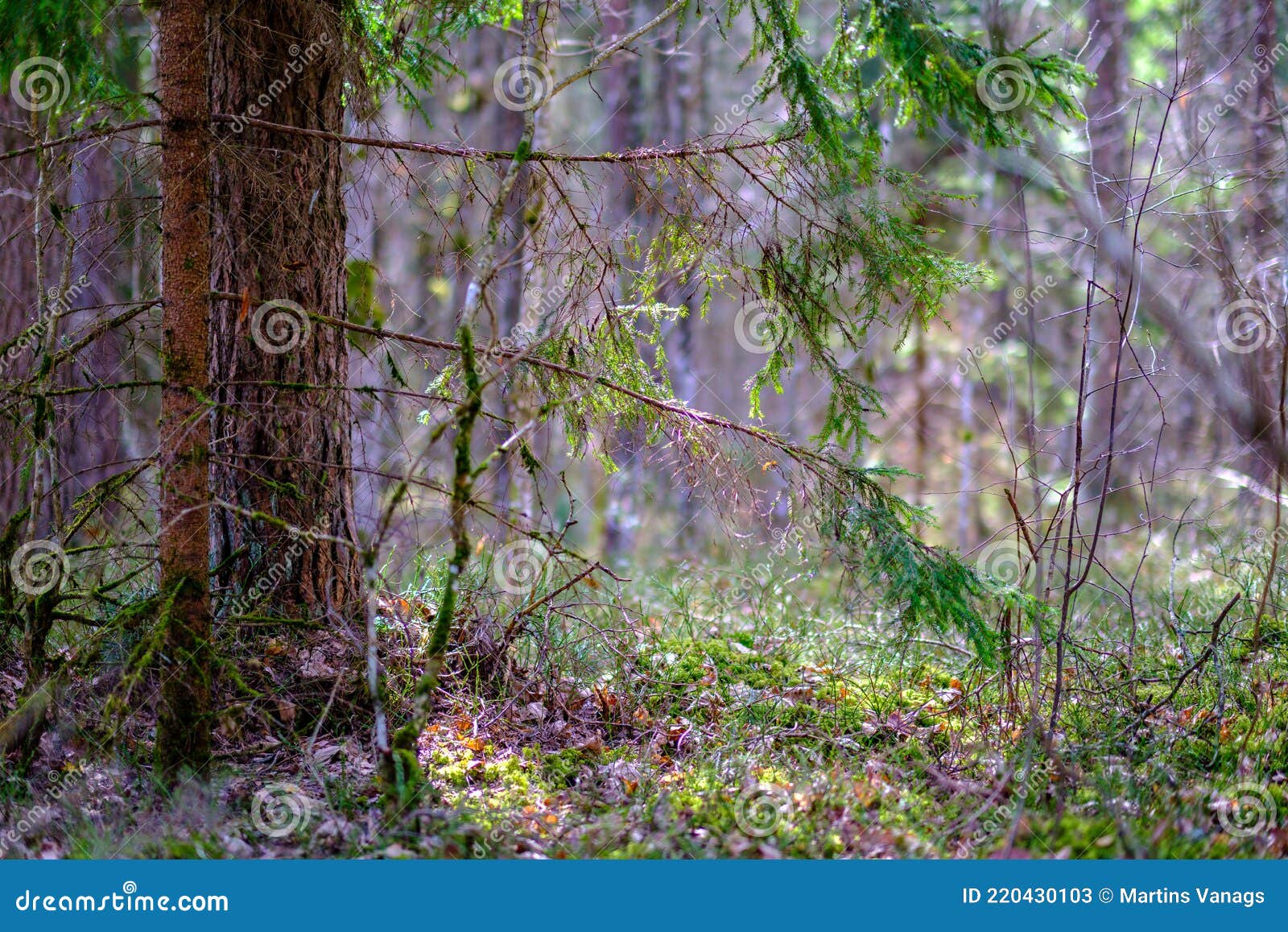 Chaotic Spring Forest Lush with Messy Tree Trunks and Some Foliage ...