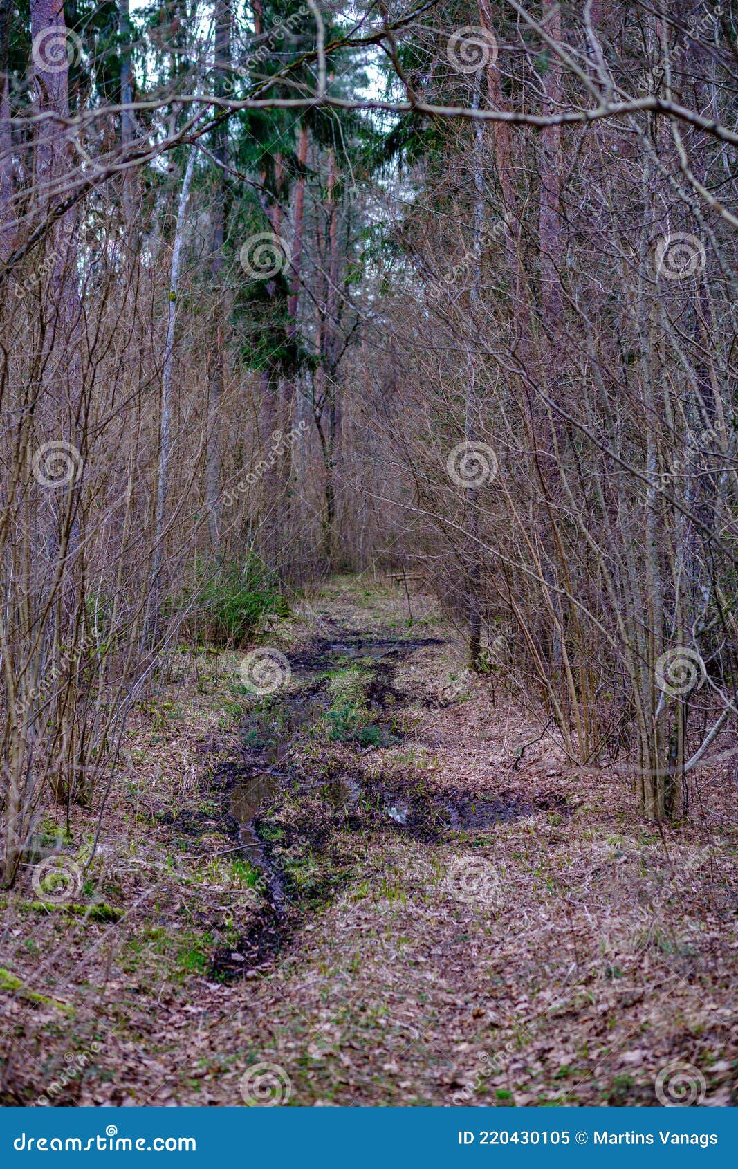 Chaotic Spring Forest Lush with Messy Tree Trunks and Some Foliage ...