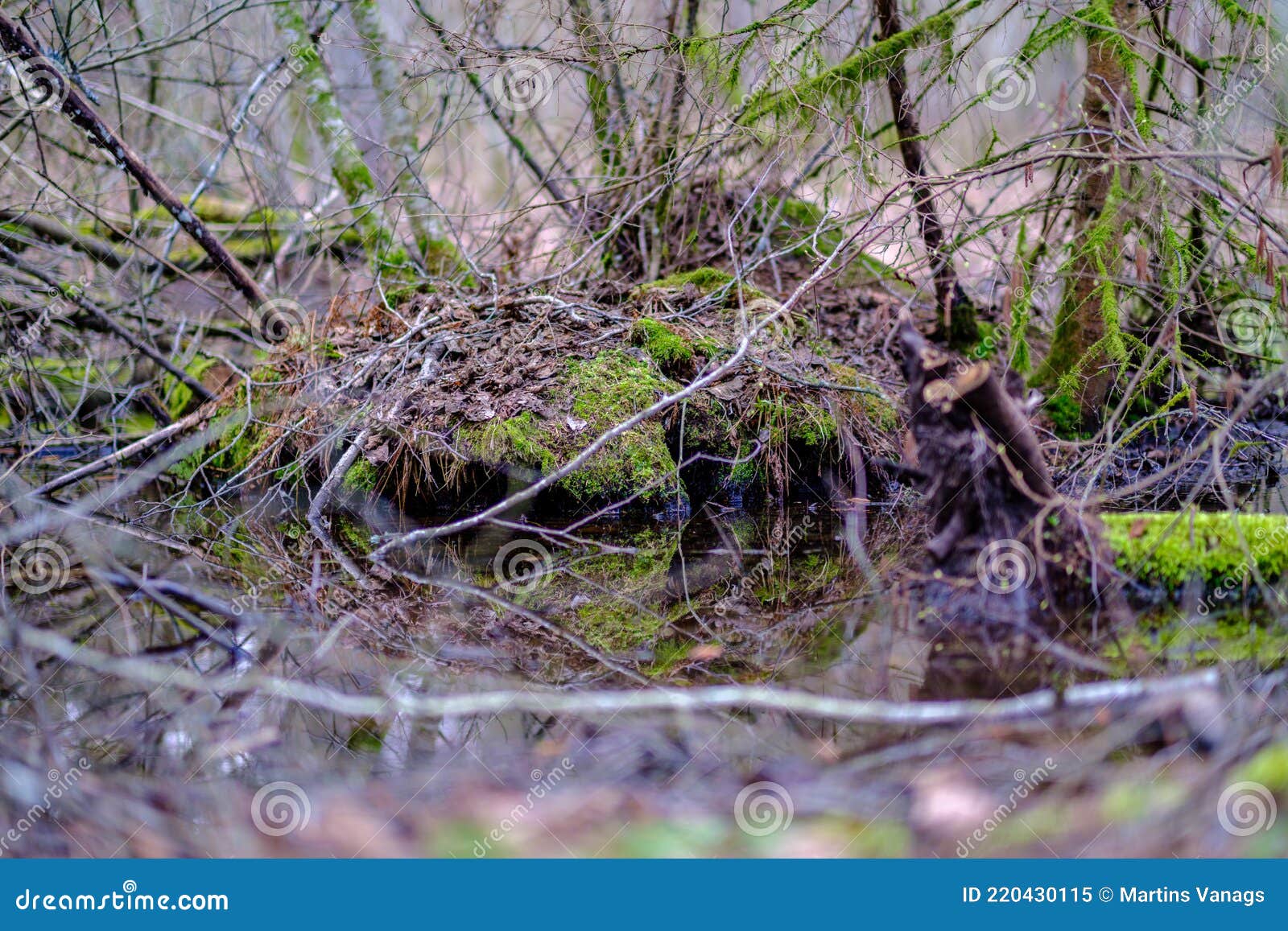 Chaotic Spring Forest Lush with Messy Tree Trunks and Some Foliage ...