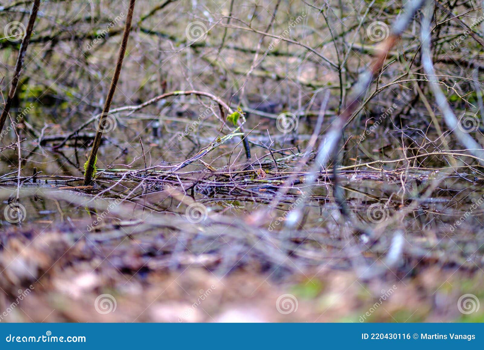 Chaotic Spring Forest Lush with Messy Tree Trunks and Some Foliage ...