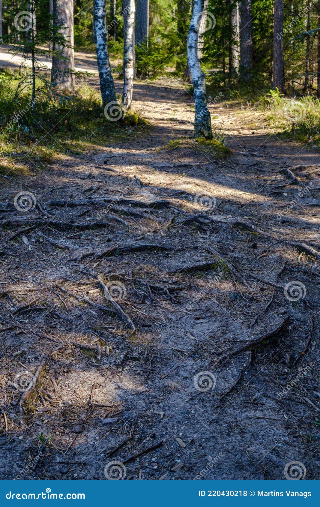 Chaotic Spring Forest Lush with Messy Tree Trunks and Some Foliage ...