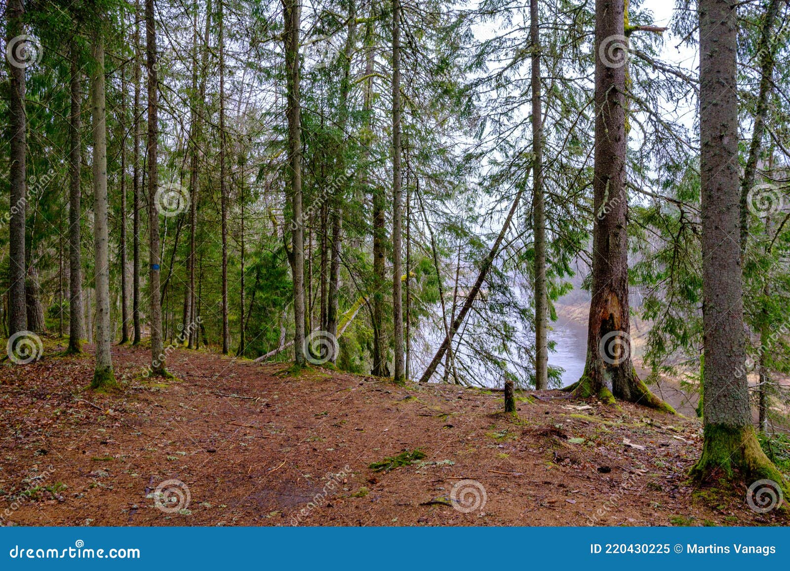 Chaotic Spring Forest Lush with Messy Tree Trunks and Some Foliage ...