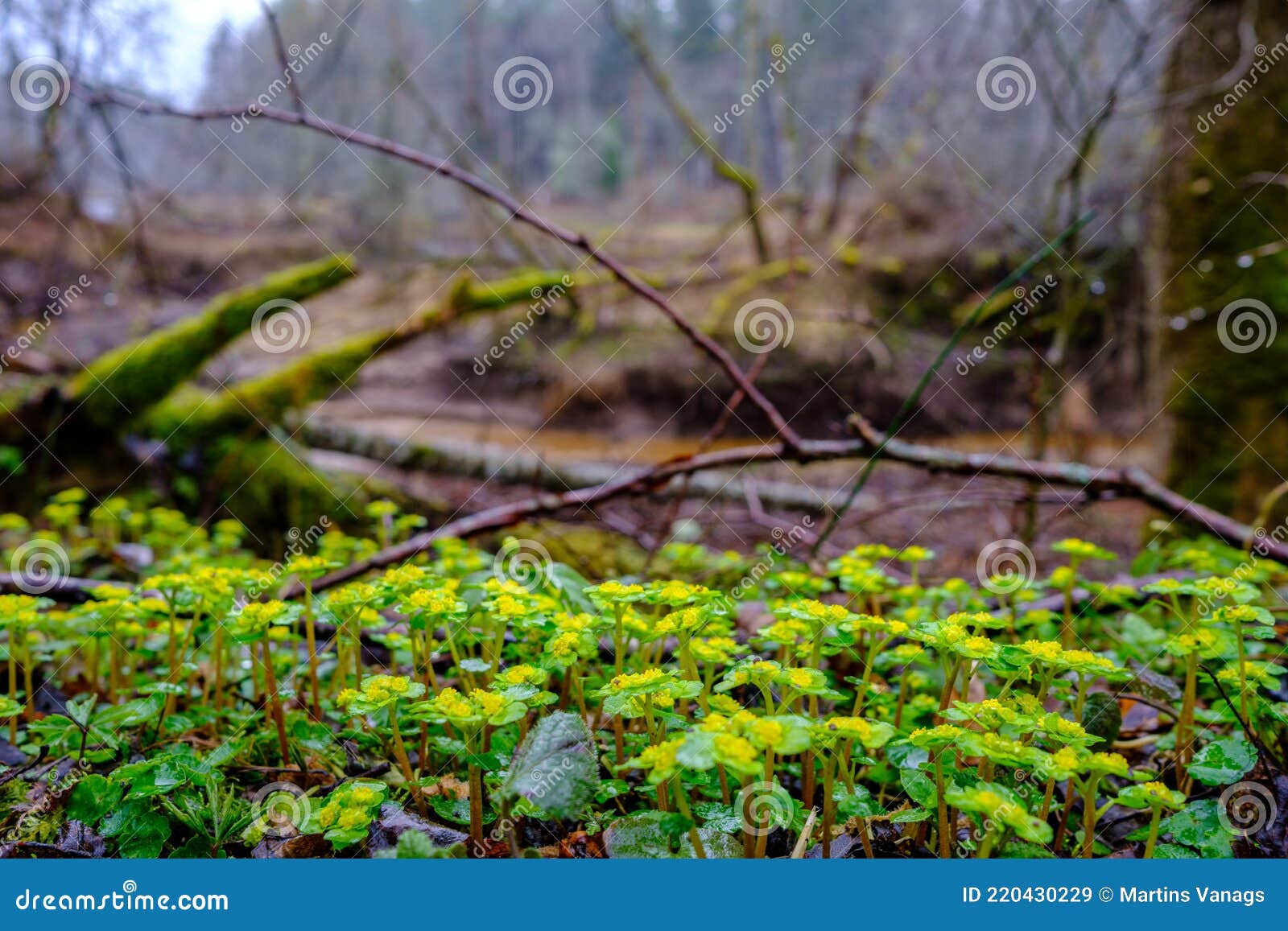 Chaotic Spring Forest Lush with Messy Tree Trunks and Some Foliage ...