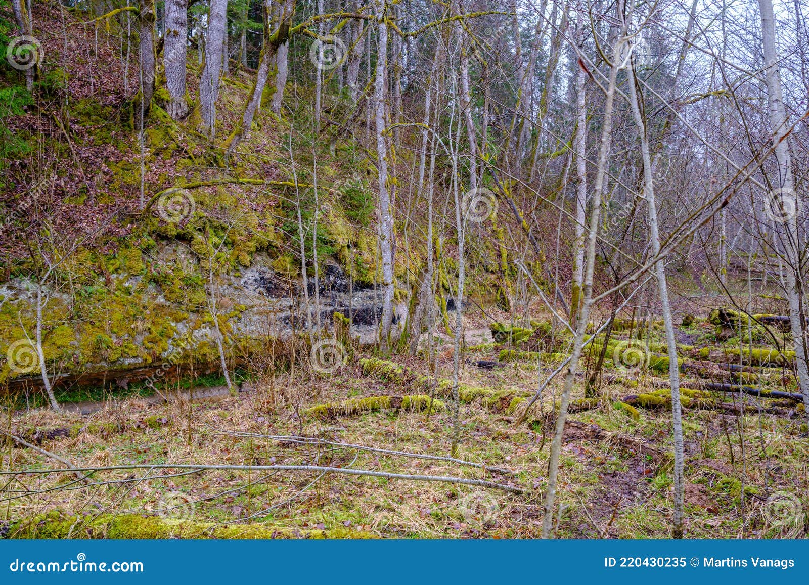 Chaotic Spring Forest Lush with Messy Tree Trunks and Some Foliage ...