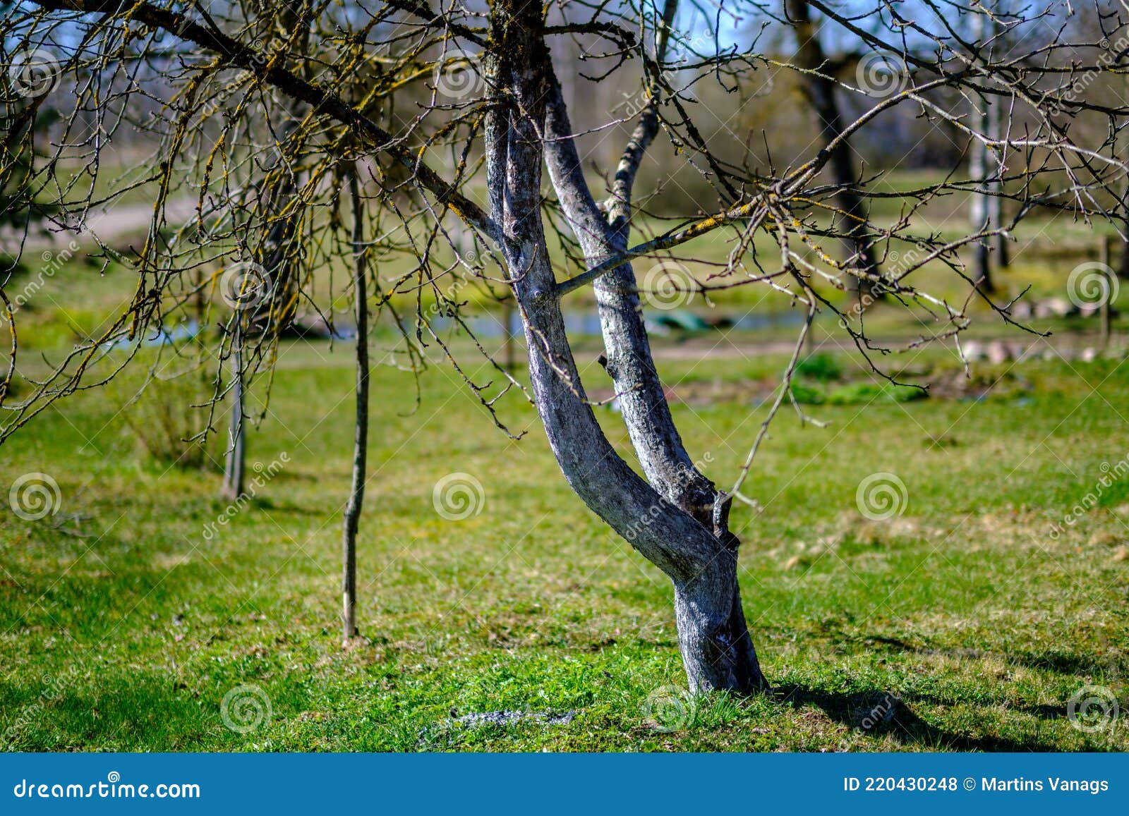 Chaotic Spring Forest Lush with Messy Tree Trunks and Some Foliage ...