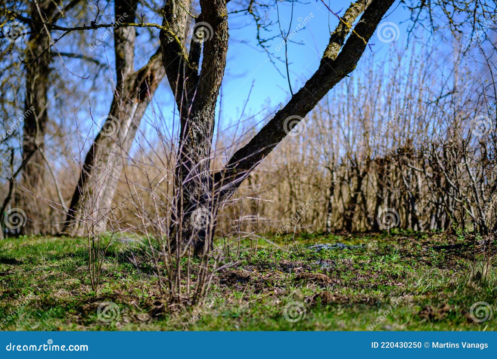 Chaotic Spring Forest Lush with Messy Tree Trunks and Some Foliage ...