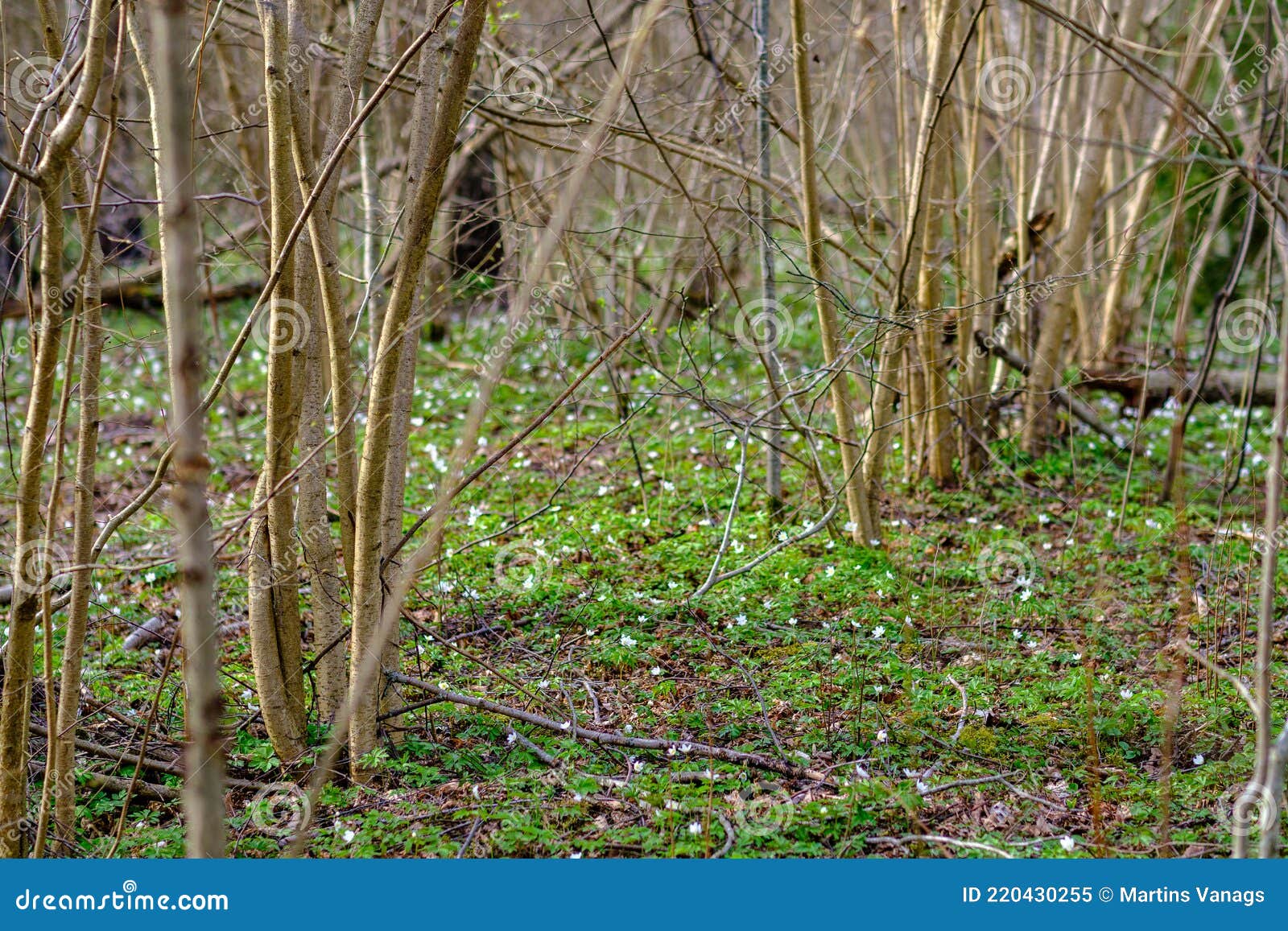 Chaotic Spring Forest Lush with Messy Tree Trunks and Some Foliage ...