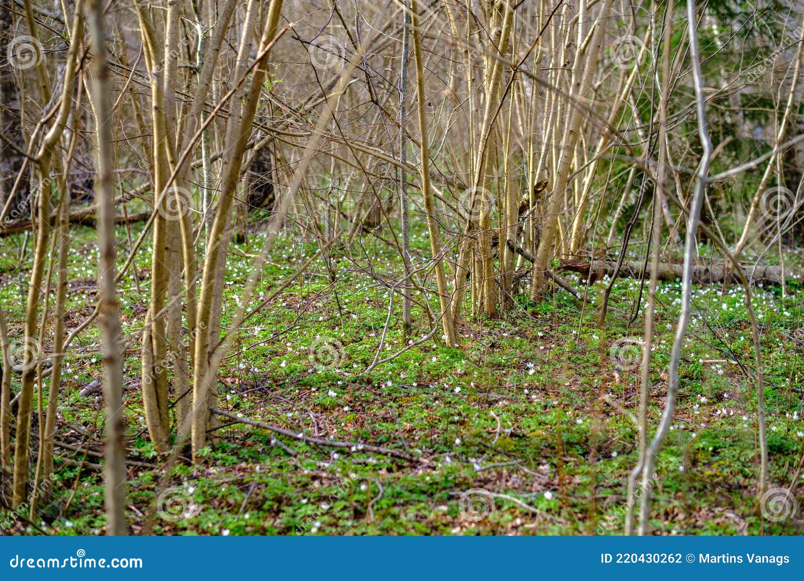 Chaotic Spring Forest Lush with Messy Tree Trunks and Some Foliage ...