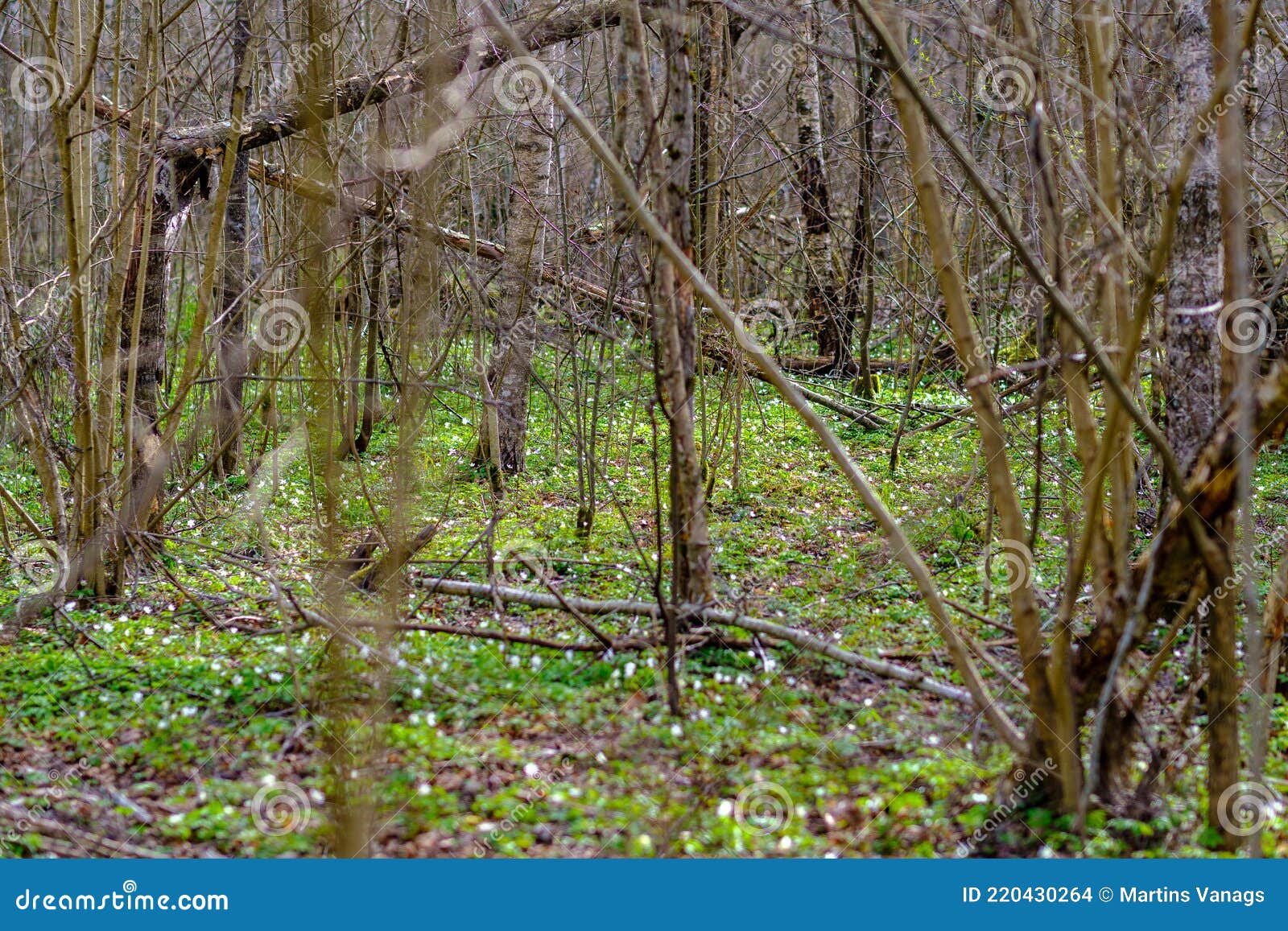 Chaotic Spring Forest Lush with Messy Tree Trunks and Some Foliage ...