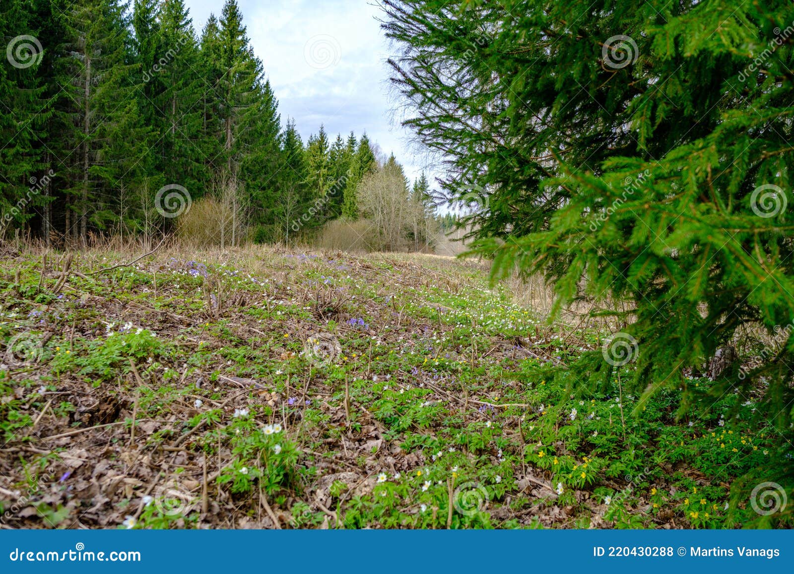 Chaotic Spring Forest Lush with Messy Tree Trunks and Some Foliage ...