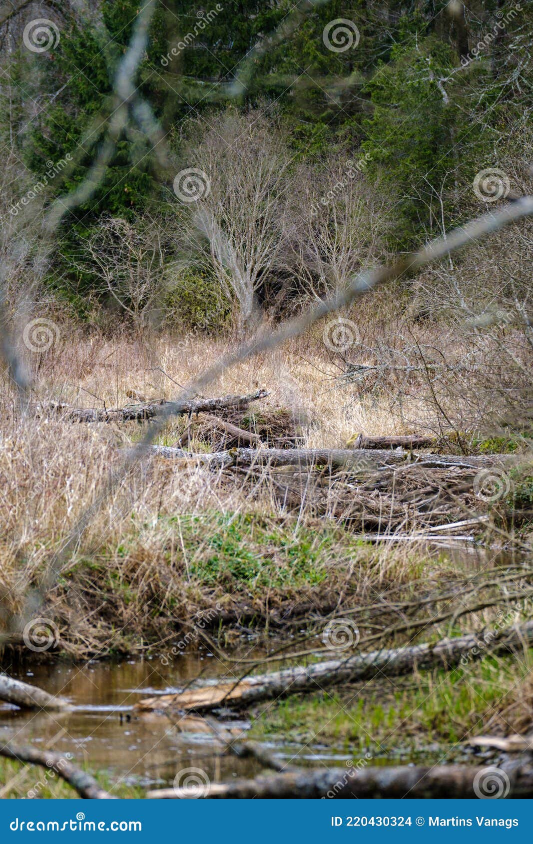 Chaotic Spring Forest Lush with Messy Tree Trunks and Some Foliage ...