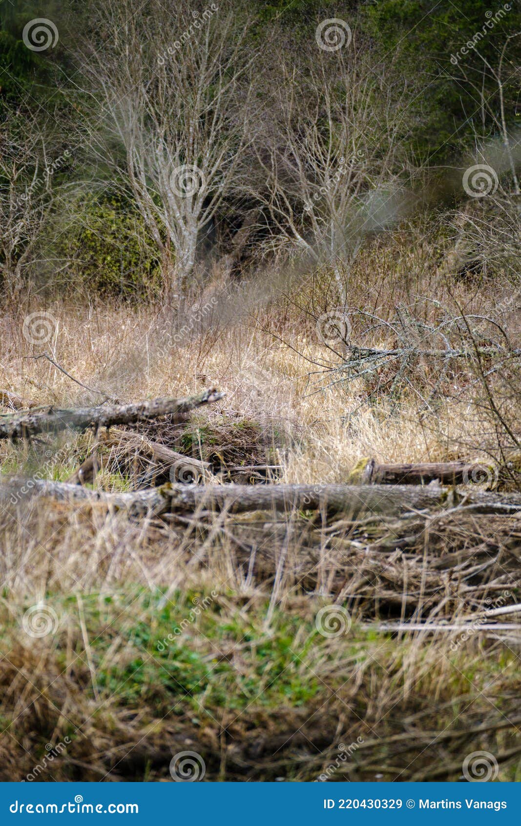Chaotic Spring Forest Lush with Messy Tree Trunks and Some Foliage ...