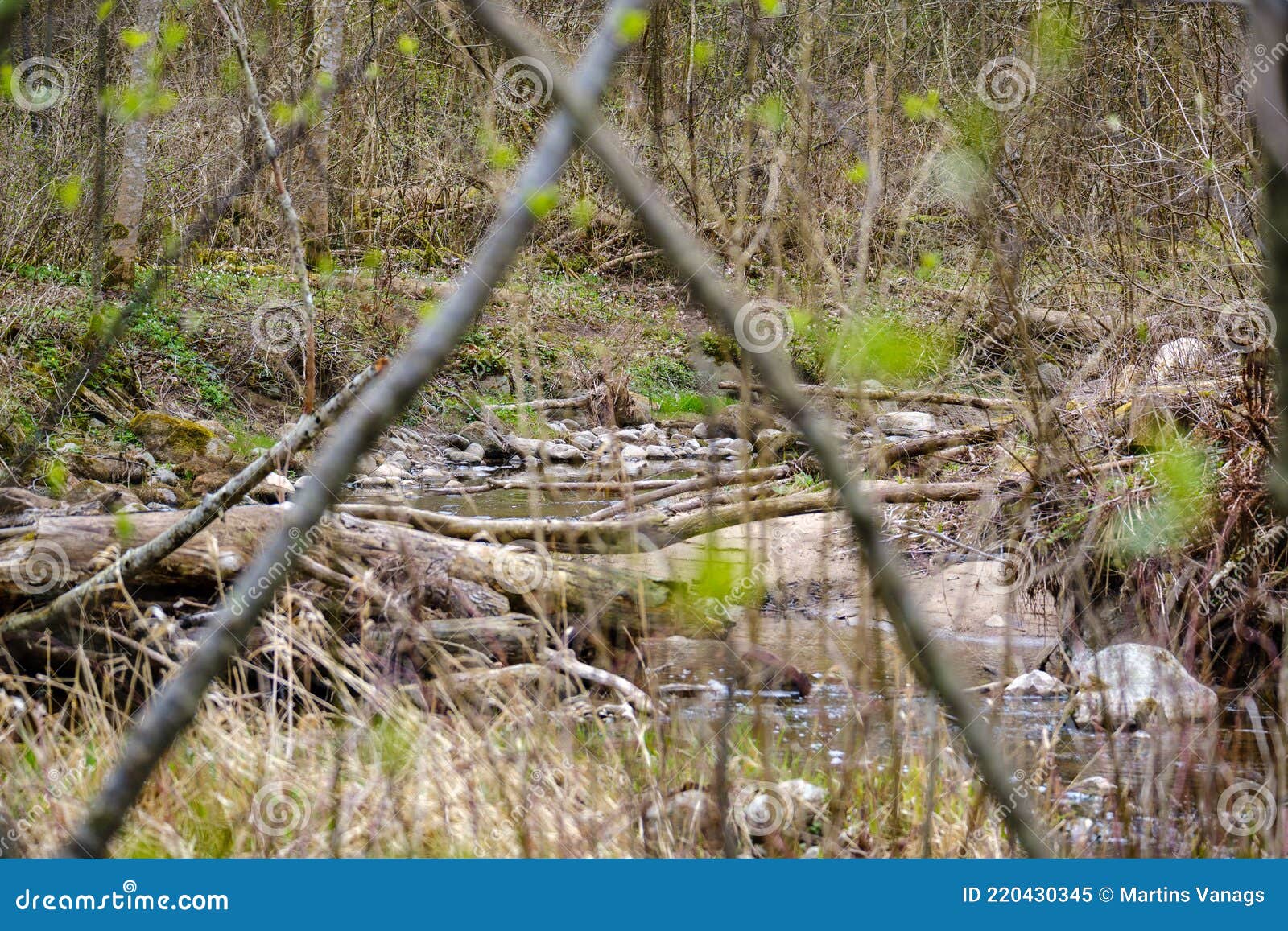 Chaotic Spring Forest Lush with Messy Tree Trunks and Some Foliage ...