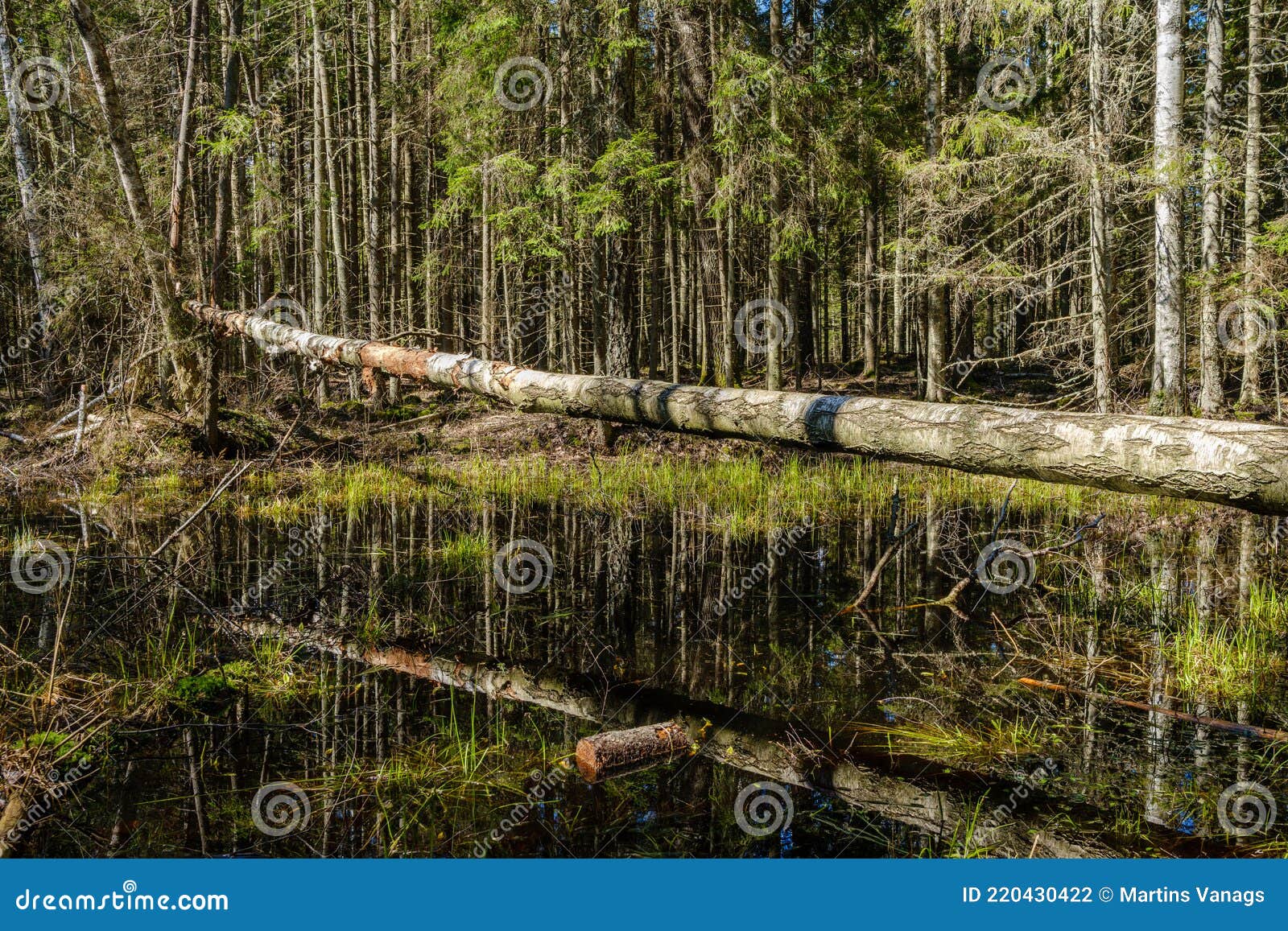 Chaotic Spring Forest Lush with Messy Tree Trunks and Some Foliage ...