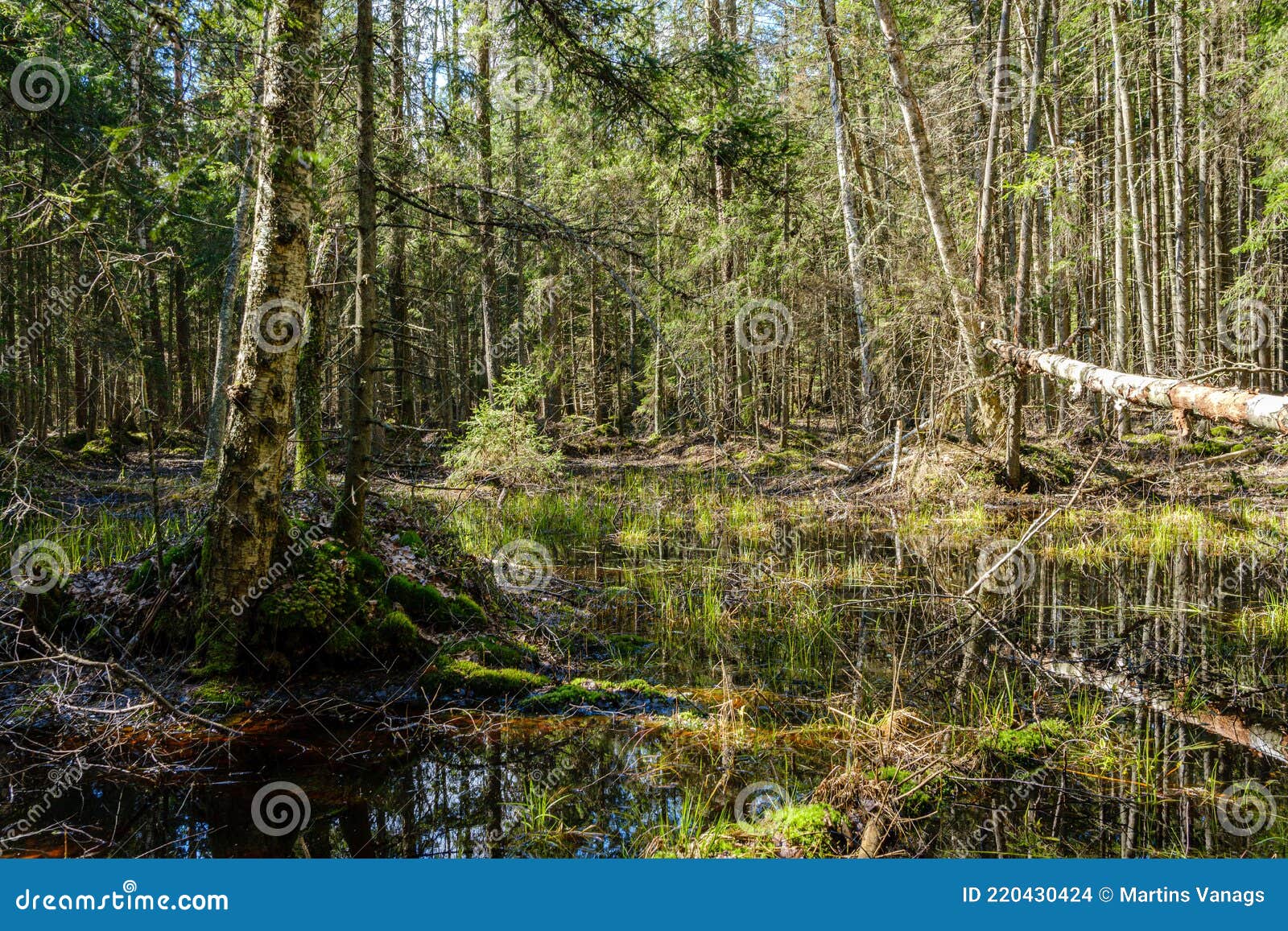 Messy Tree Roots Over Old Stump, Miniature Bonsai Tree Isolated Stock ...