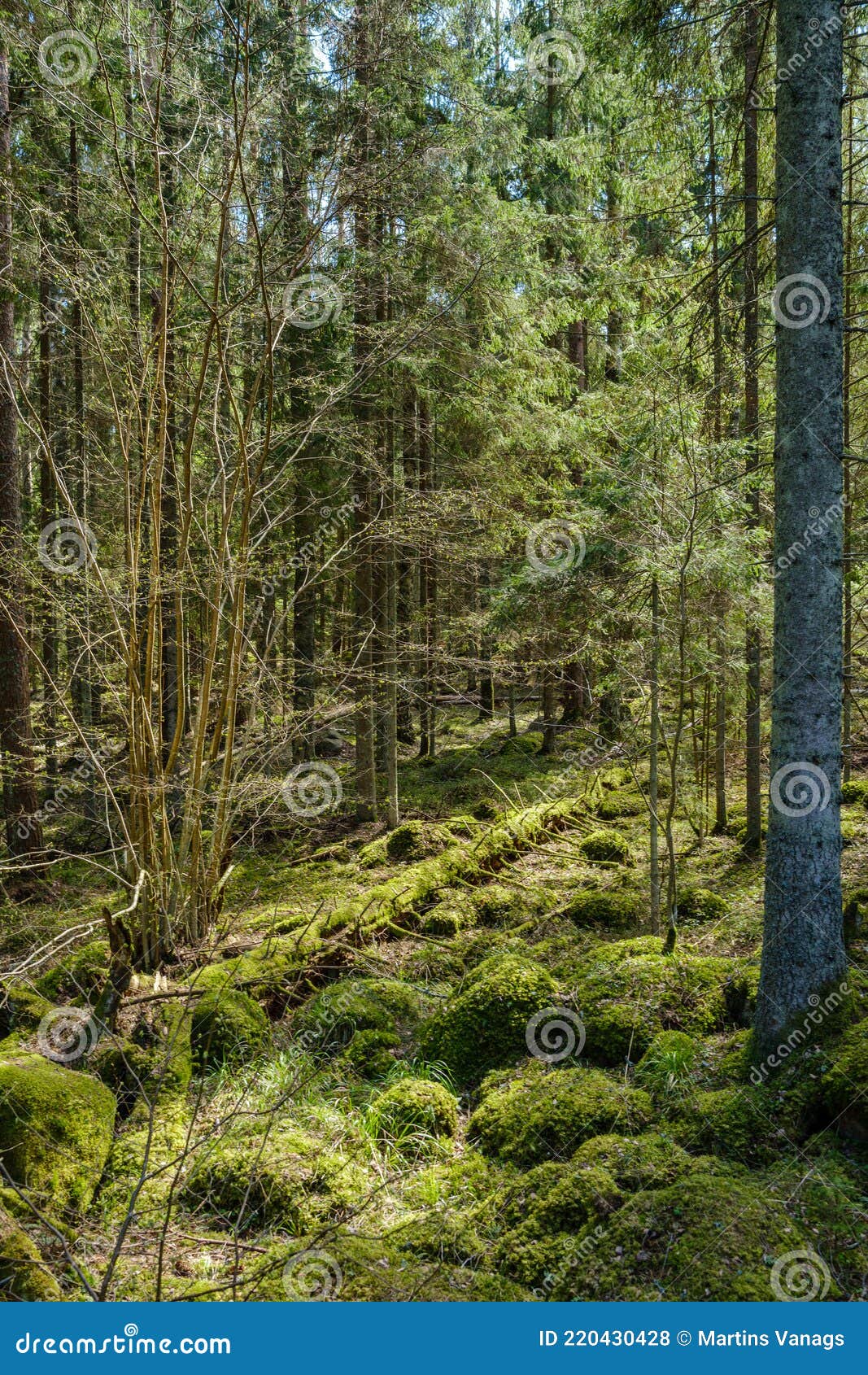 Chaotic Spring Forest Lush with Messy Tree Trunks and Some Foliage ...