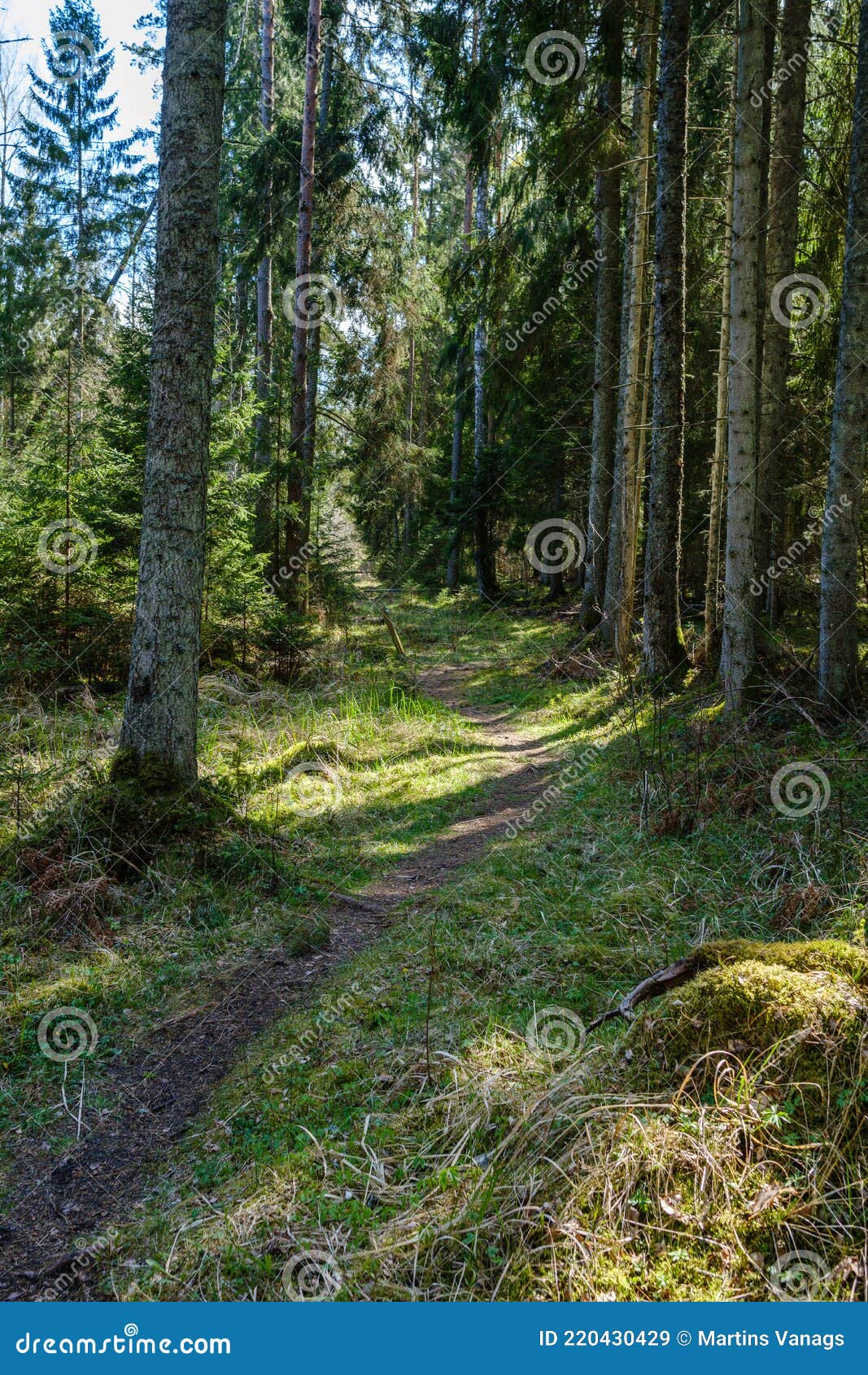 Chaotic Spring Forest Lush with Messy Tree Trunks and Some Foliage ...