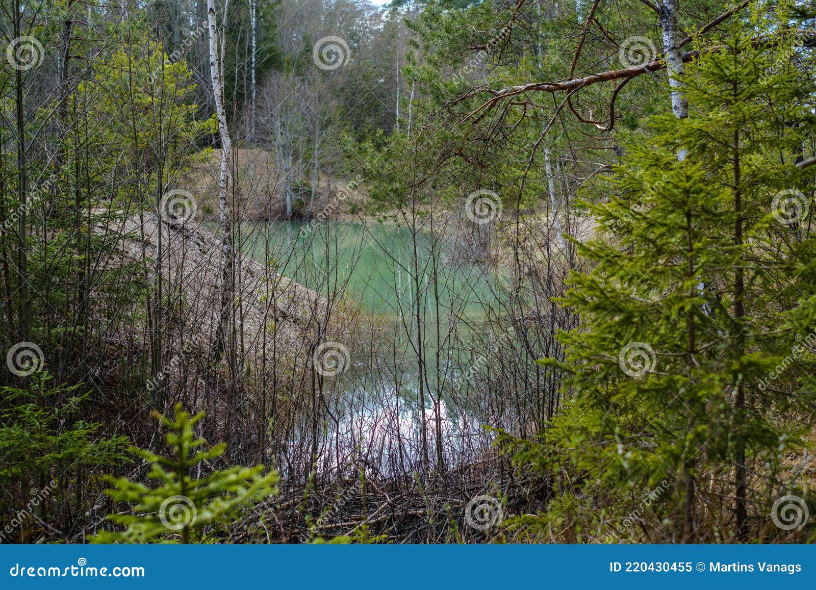 Chaotic Spring Forest Lush with Messy Tree Trunks and Some Foliage ...