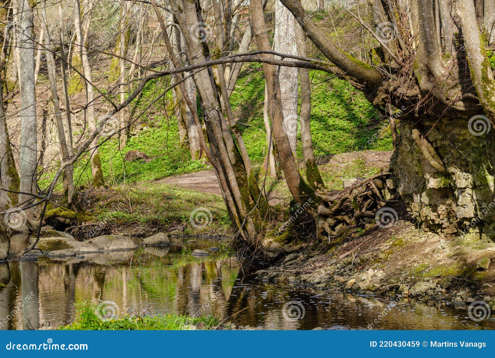 Chaotic Spring Forest Lush with Messy Tree Trunks and Some Foliage ...