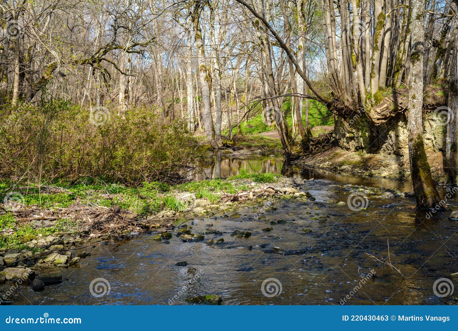 Chaotic Spring Forest Lush with Messy Tree Trunks and Some Foliage ...