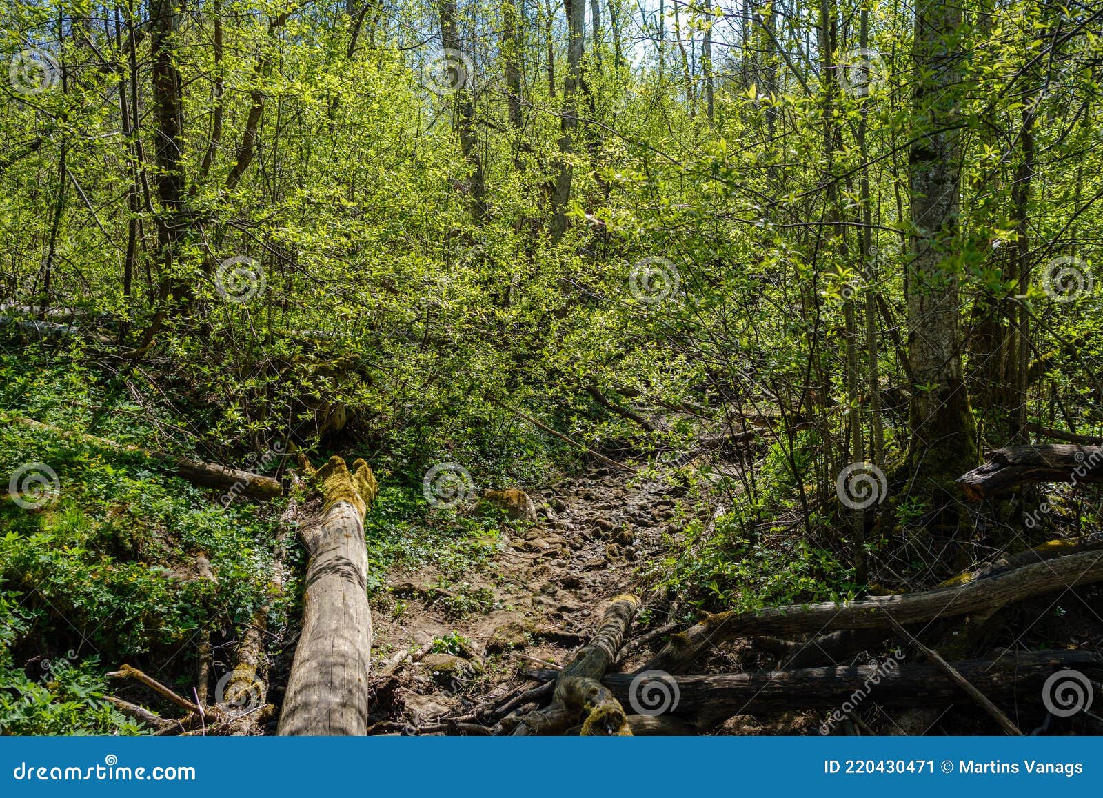 Chaotic Spring Forest Lush with Messy Tree Trunks and Some Foliage ...