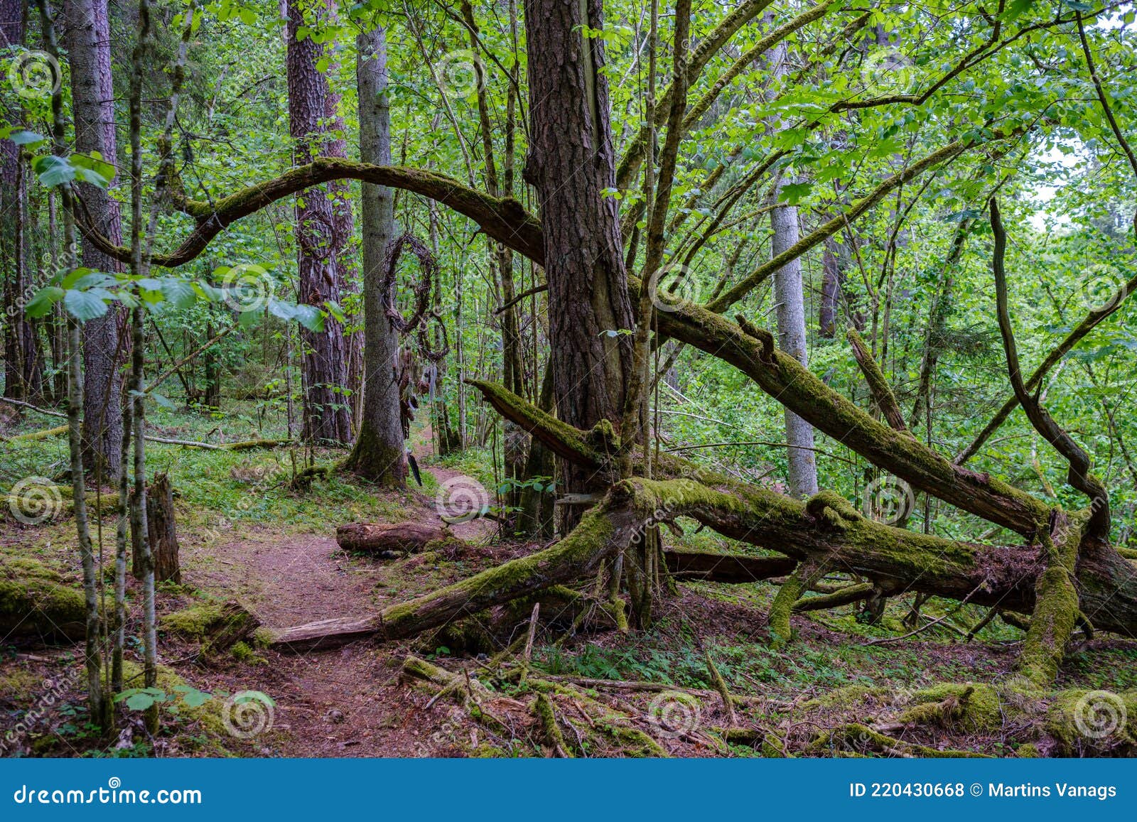 Chaotic Spring Forest Lush with Messy Tree Trunks and Some Foliage ...